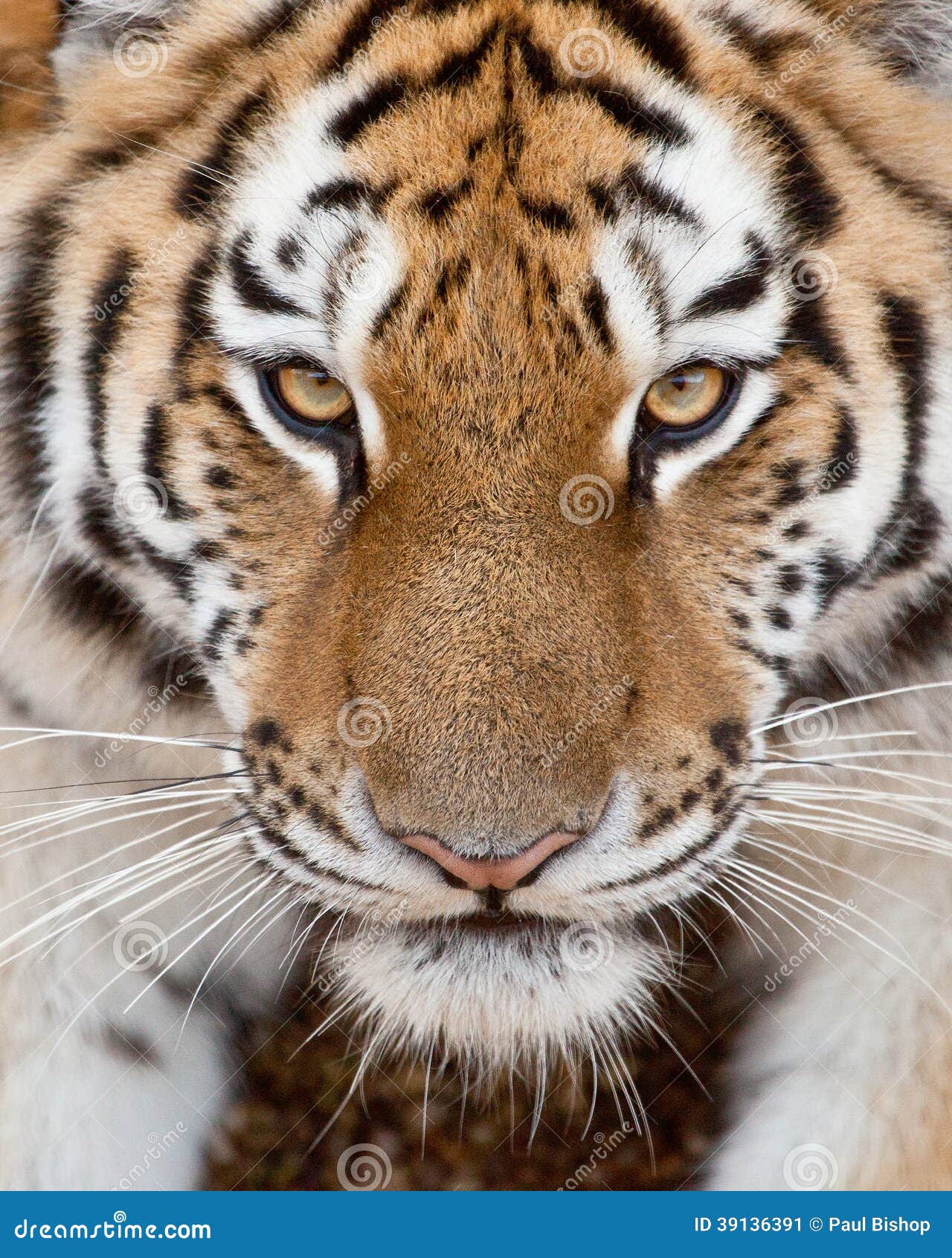 Images Of Tigers Face