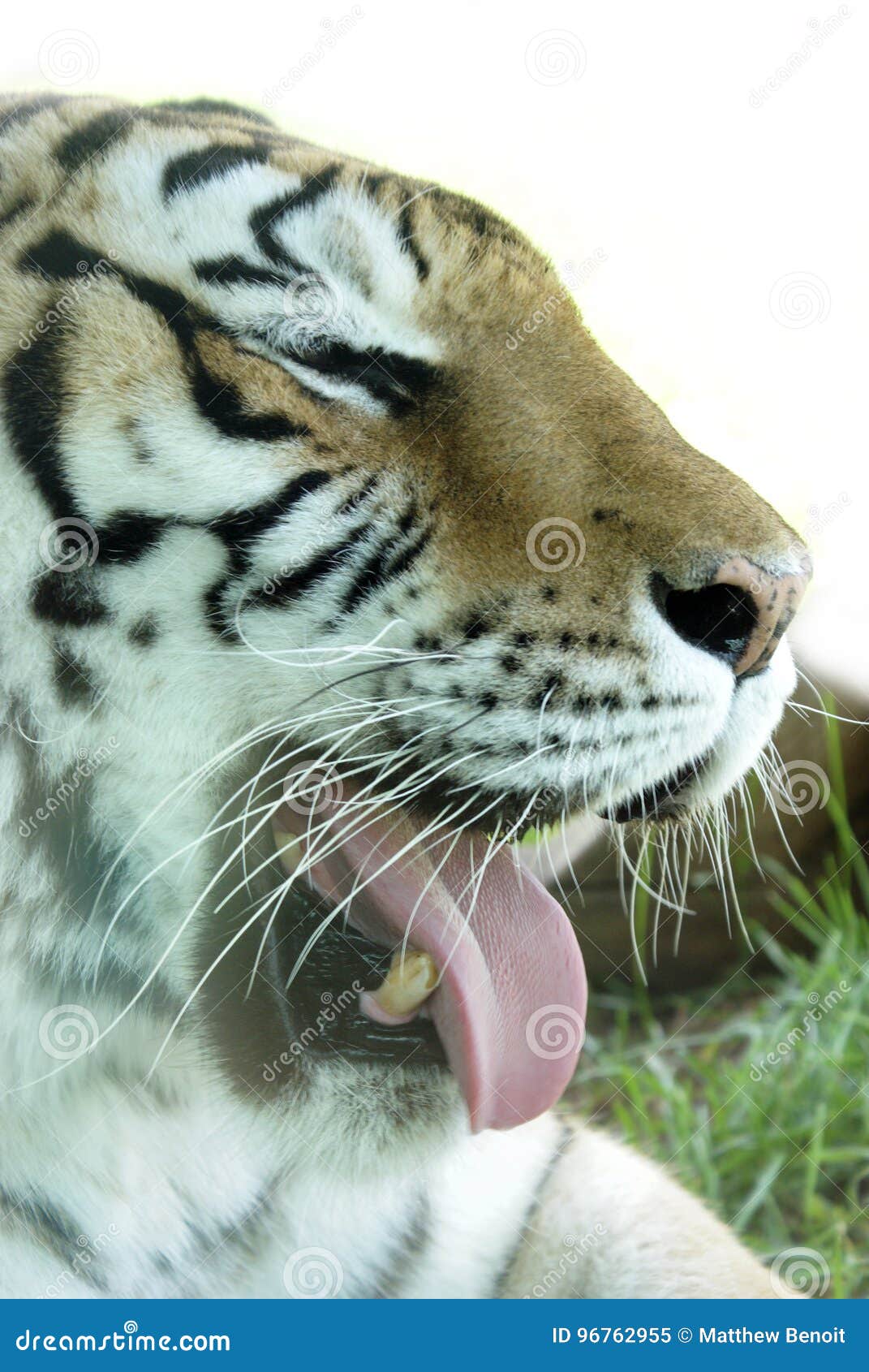 Tiger Face Closeup stock image. Image of graceful, open - 96762955