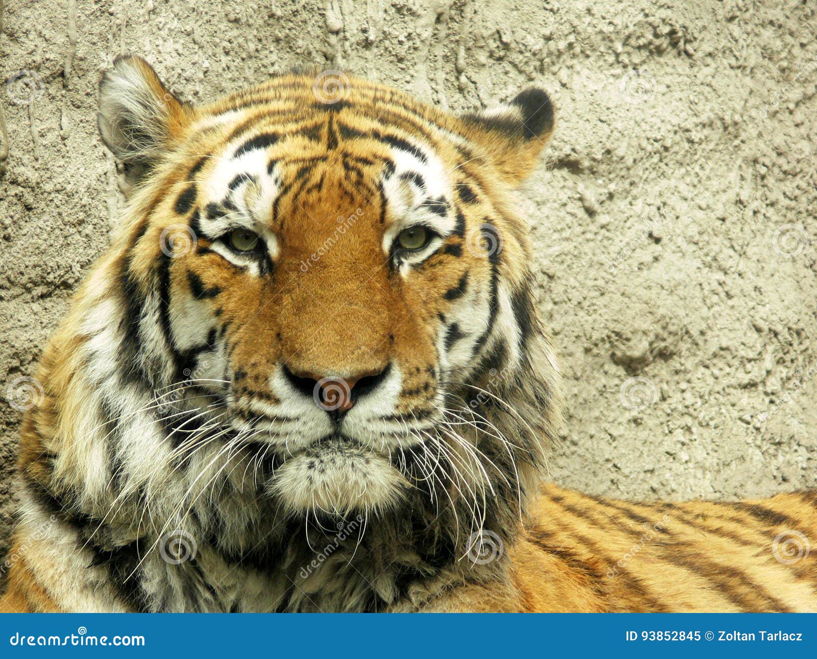 Tiger face stock image. Image of bengali, boss, grey - 93852845