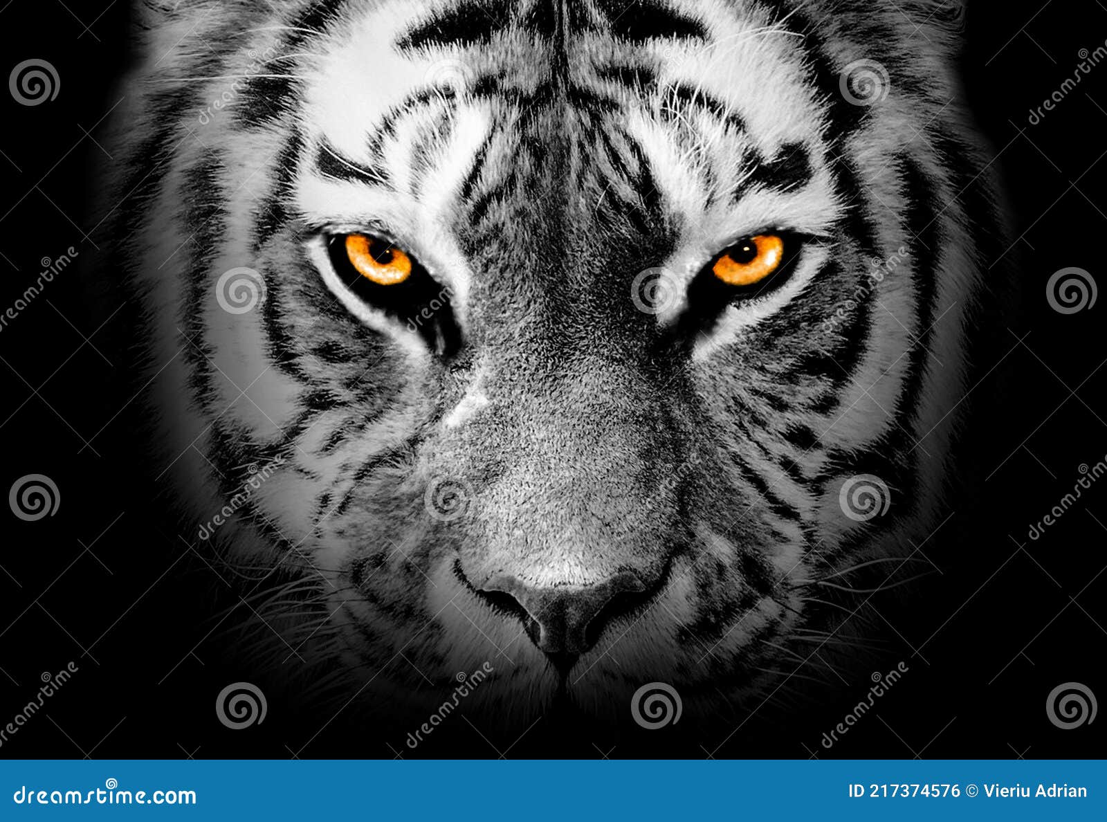 Tiger Face Profile , Animal Abstract Stock Photo - Image of head ...