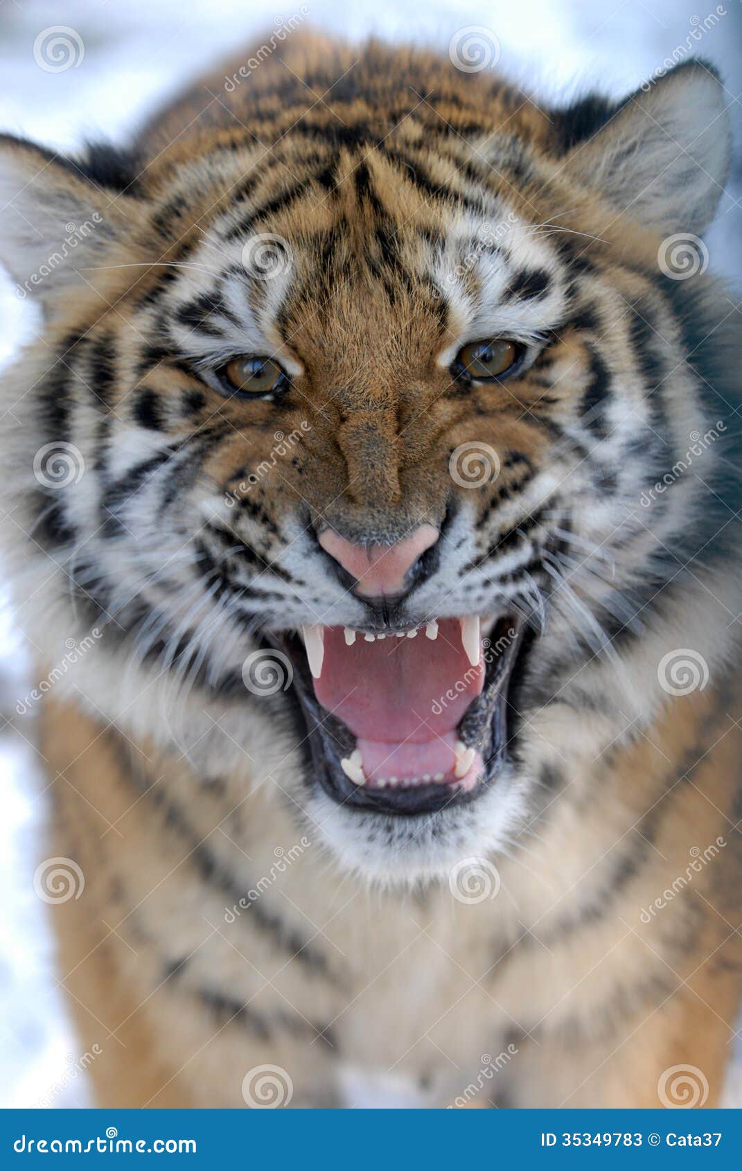 Tiger stock image. Image of animal, hunter, green, carnivore - 35349783