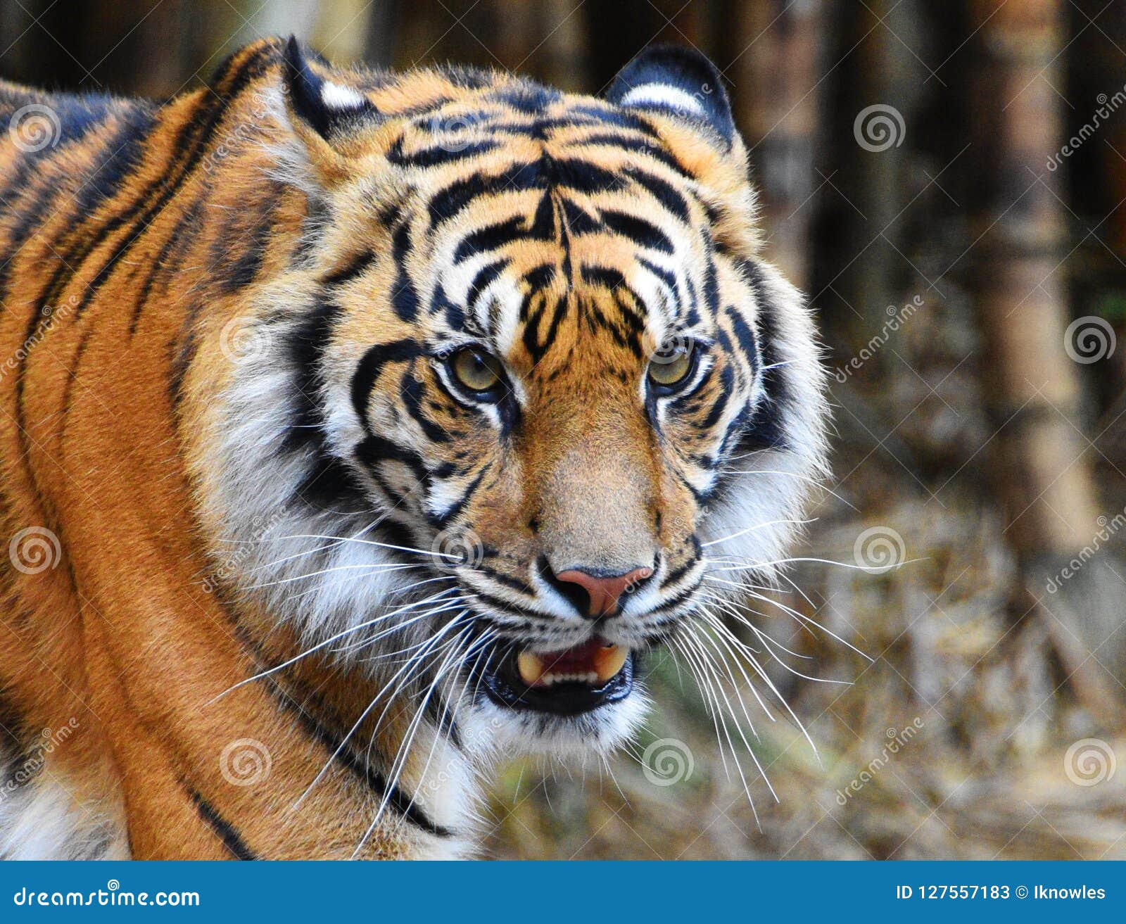 Tiger Face Showing Teeth Ears Folded Back Stock Image - Image of long ...