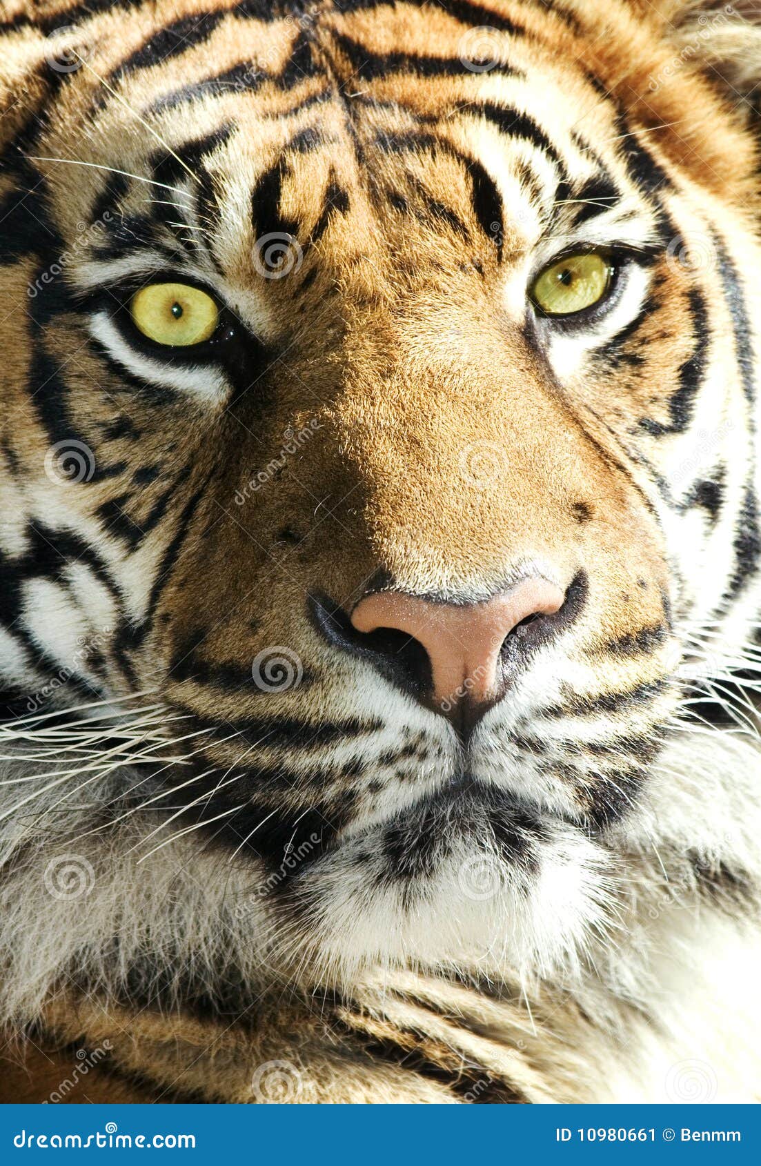 Tiger Face - striking eyes stock image. Image of indonesia - 10980661