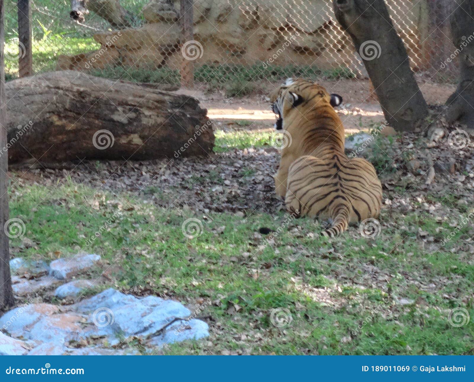 A Tiger Facing Backwards with Anger in the Cage Stock Image - Image of ...