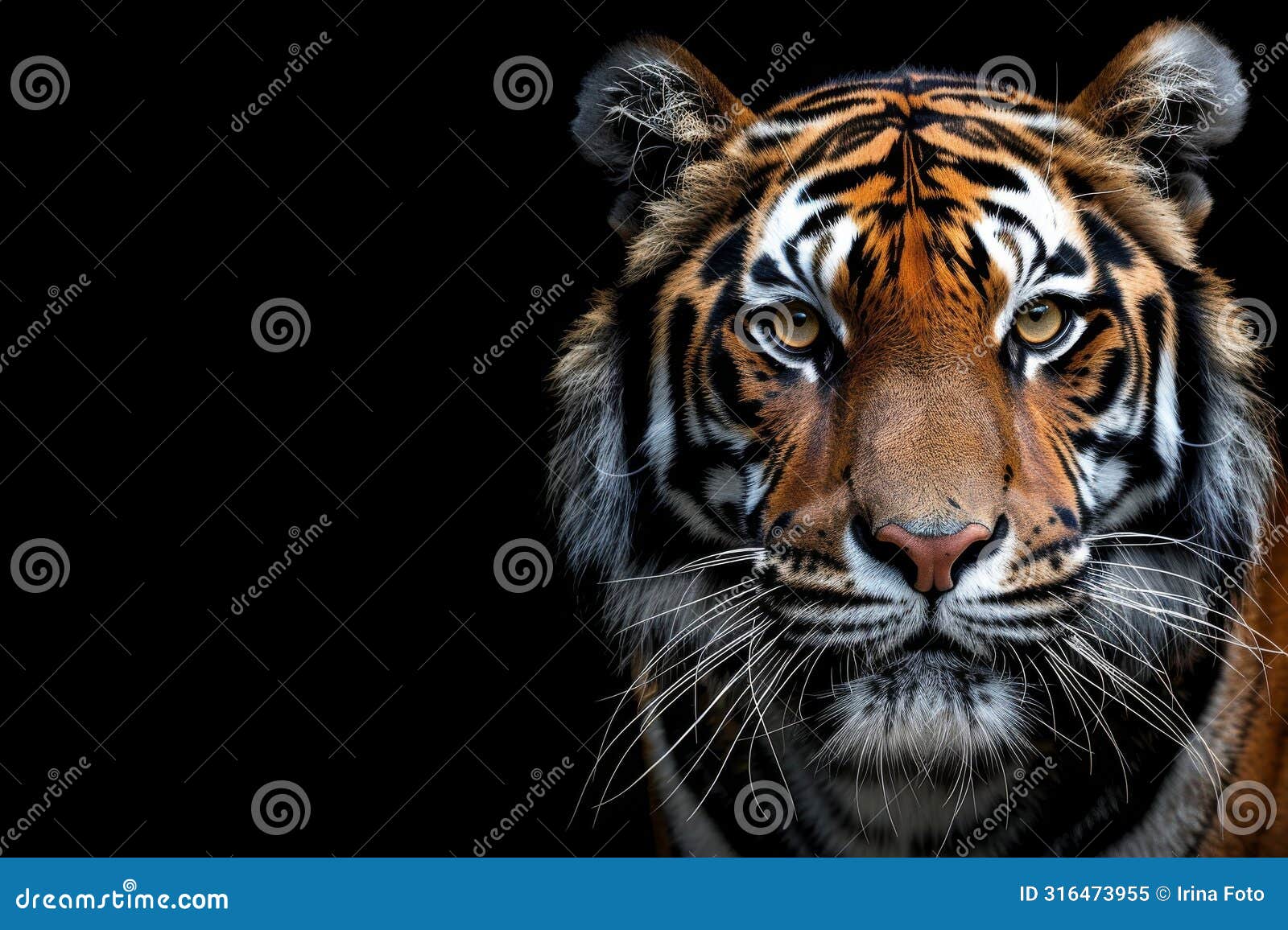 Tiger facing forward black stock image. Image of solitary - 316473955
