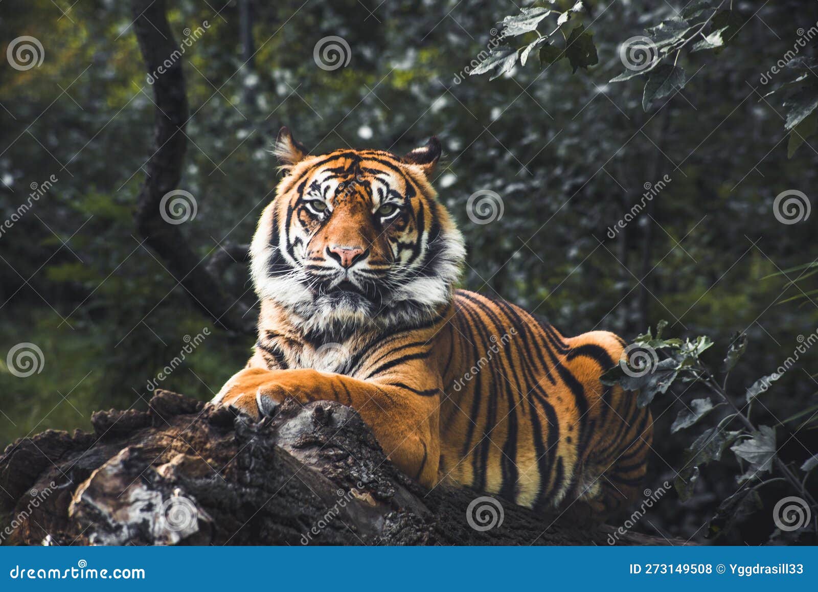 Tiger Facing on a Tree Branch Stock Photo - Image of anger, close ...