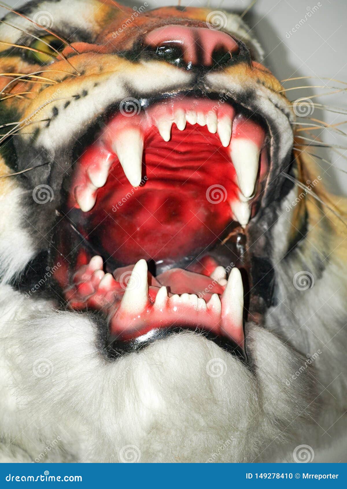 Tiger stock photo. Image of hair, close, chap, pelt - 149278410
