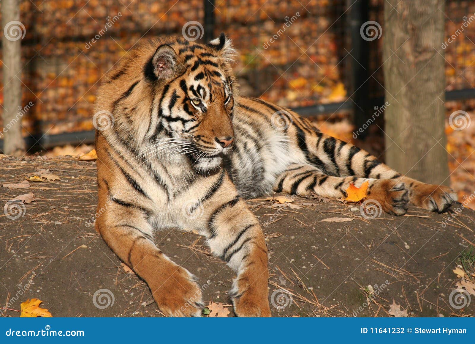 Tiger in the fall stock photo. Image of carnivore, tiger - 11641232