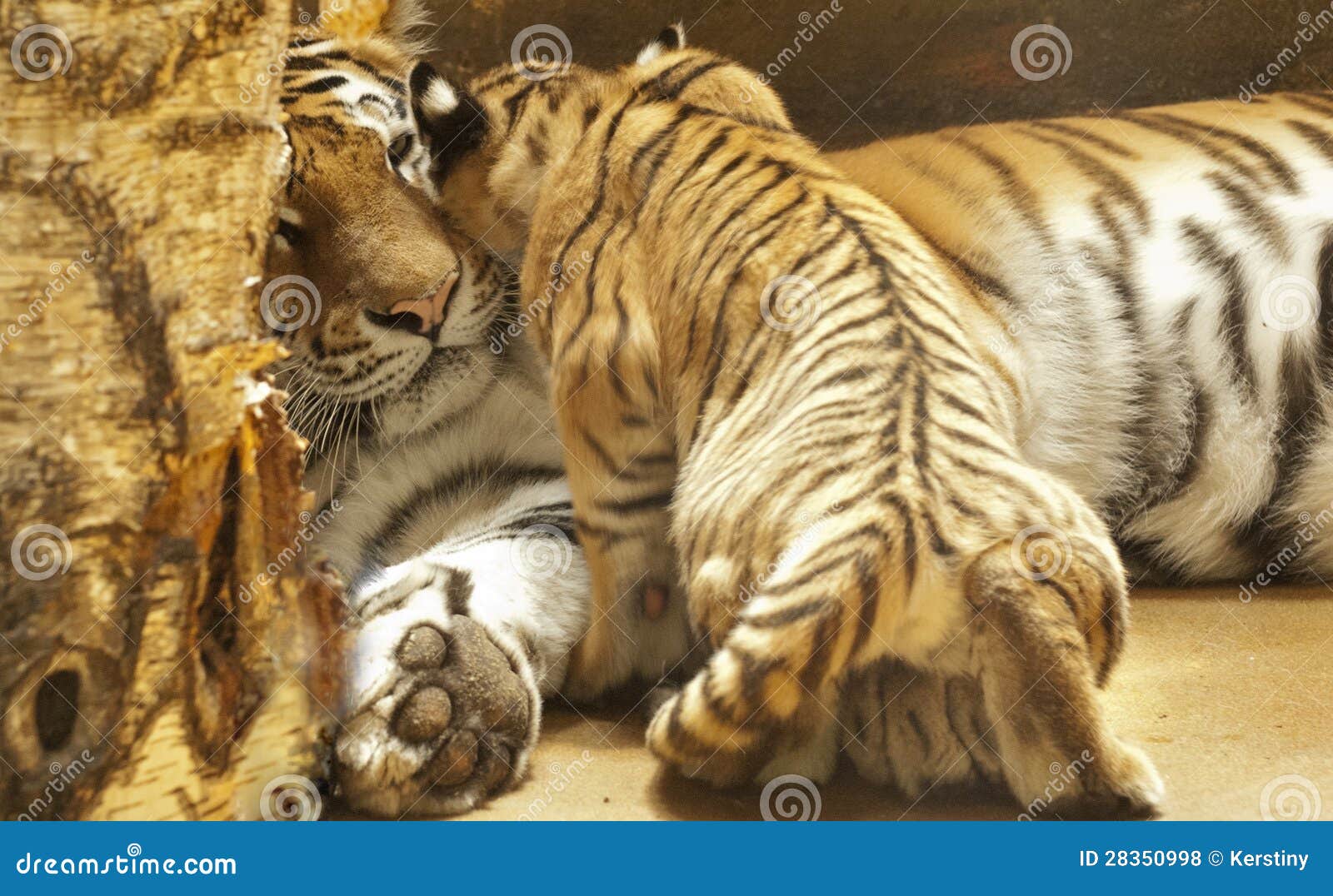 Tiger family stock photo. Image of strip, asia, impressive - 28350998
