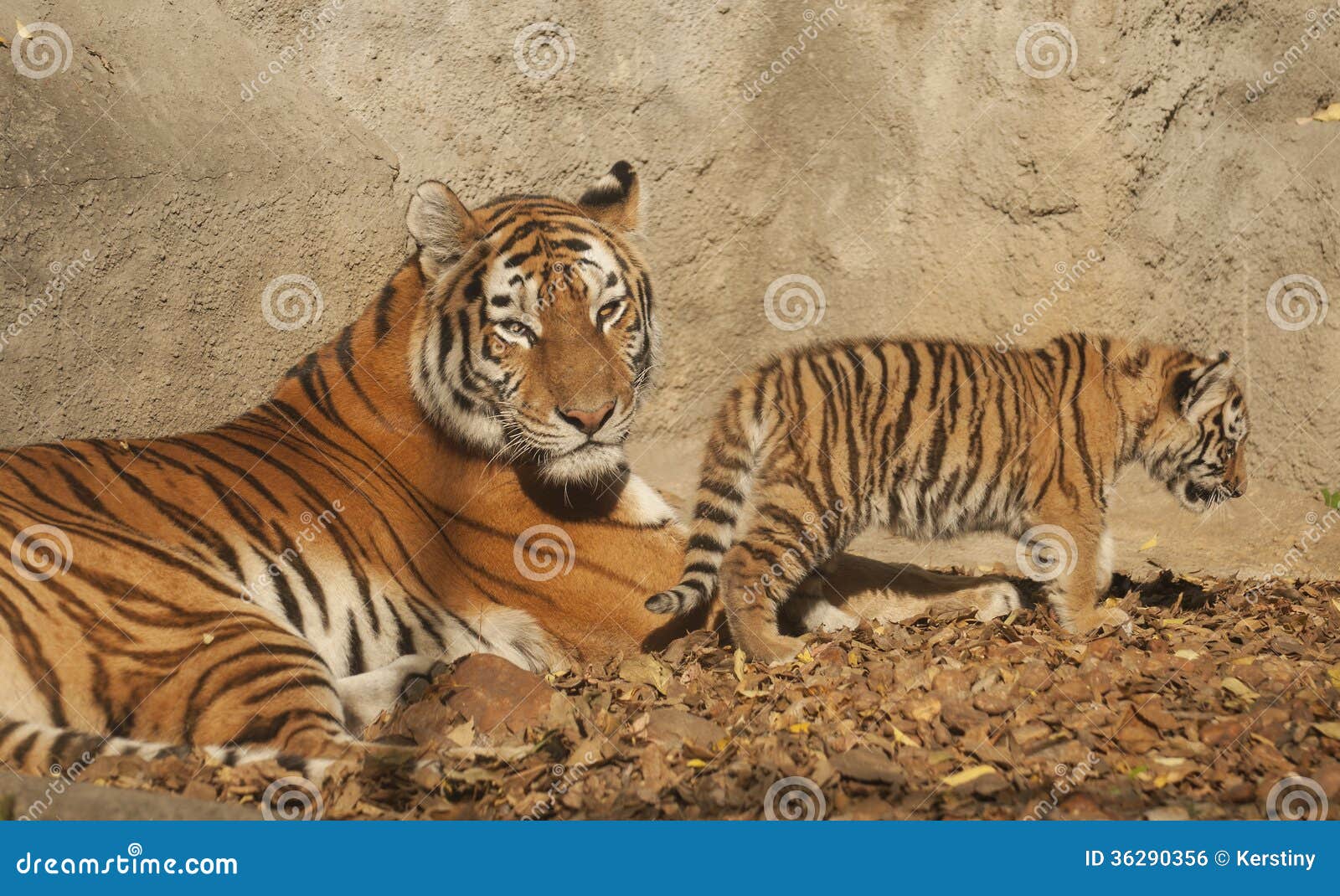 Tiger family stock photo. Image of furry, animal, strong - 36290356