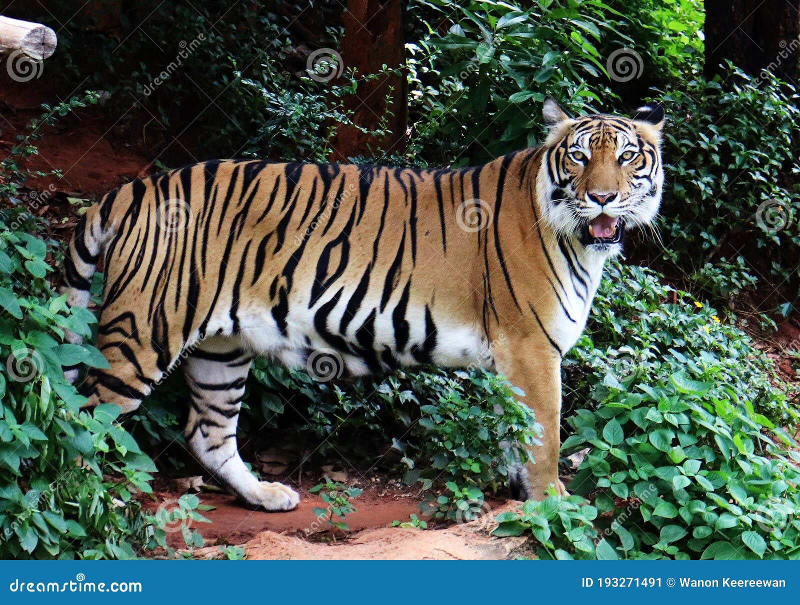 Tiger in the Far Angle , Straight Face Stock Image - Image of bulldog ...
