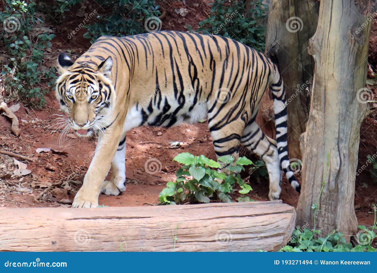 Tiger in the Far Angle , Straight Face Stock Photo - Image of glass ...