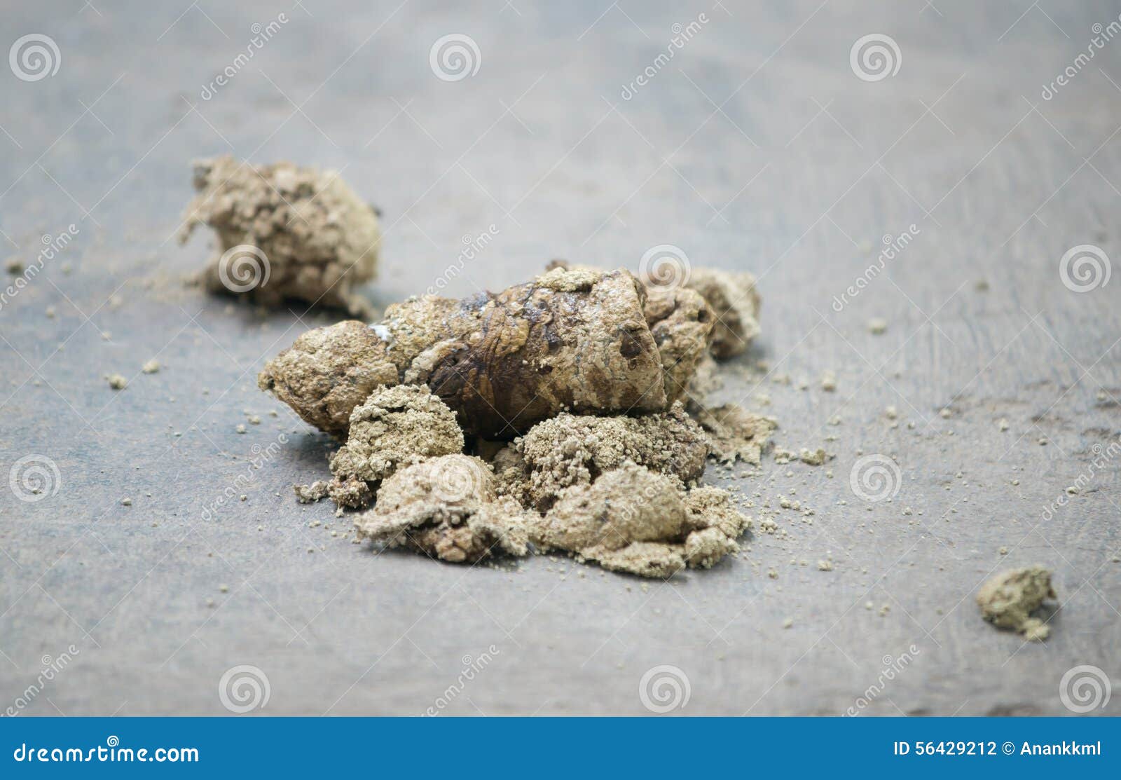Tiger feces stock photo. Image of poop, brown, droppings - 56429212