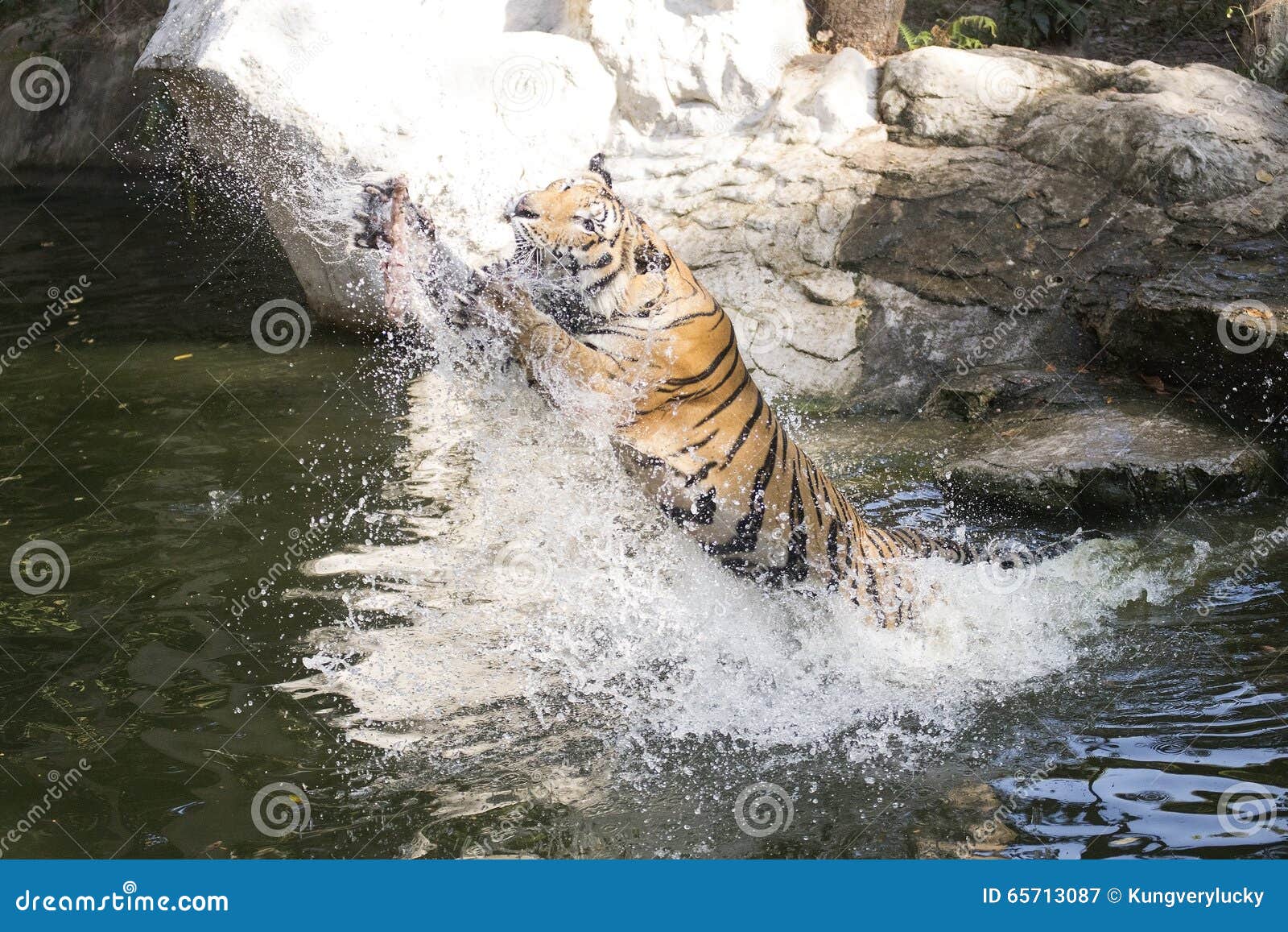 Tiger feeding stock image. Image of animal, nature, tree - 65713087