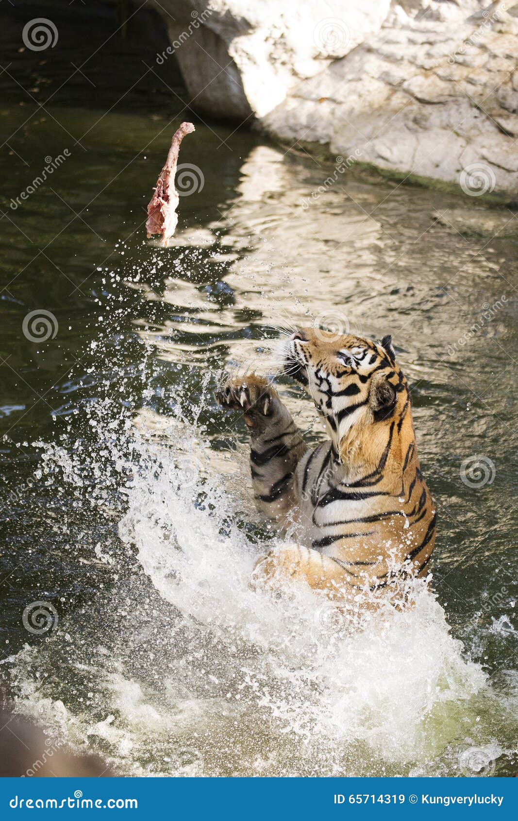 Tiger feeding stock image. Image of jumping, mouth, jump - 65714319