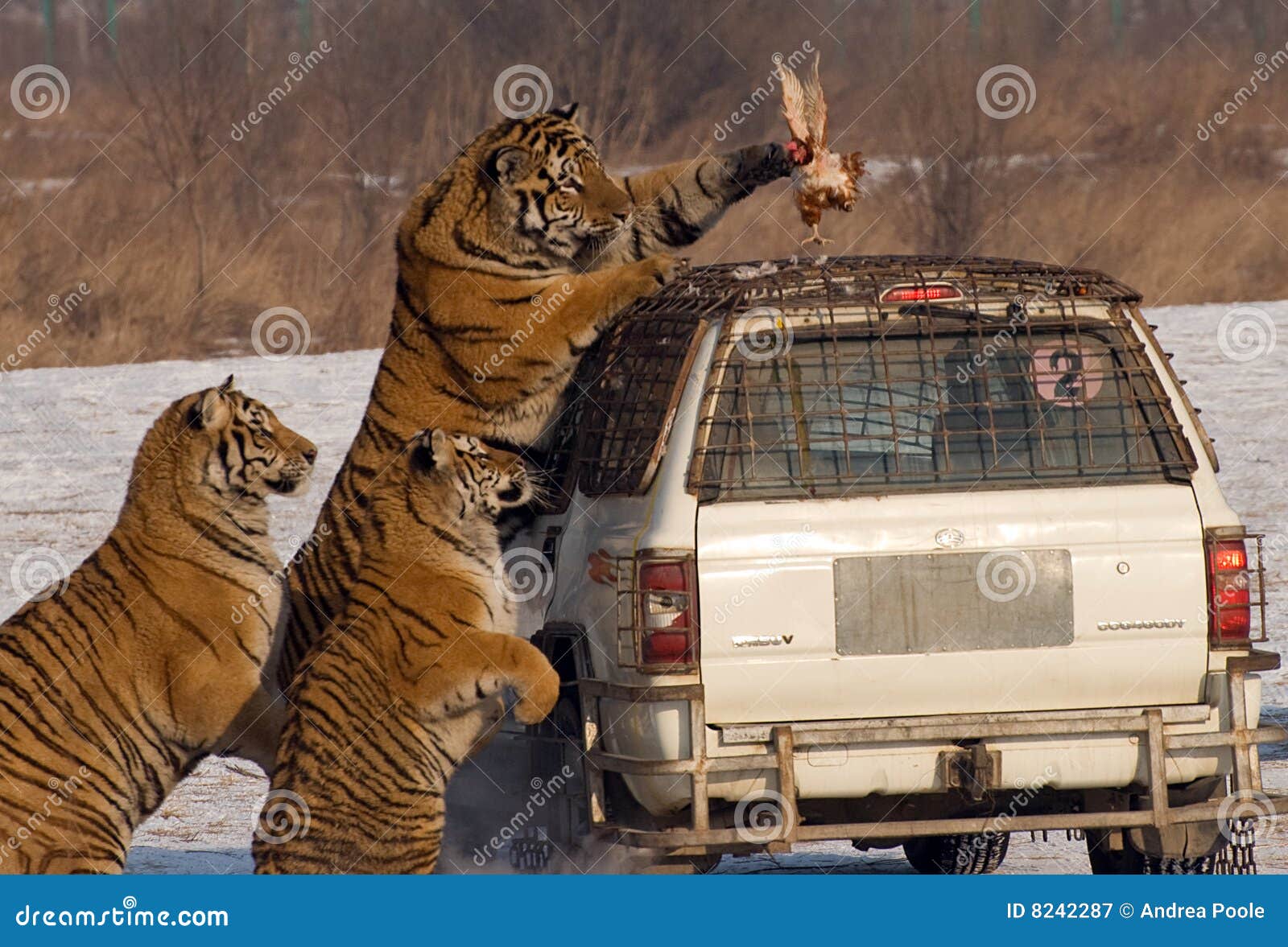 Tiger Feeding Time stock image. Image of hunting, jeep - 8242287