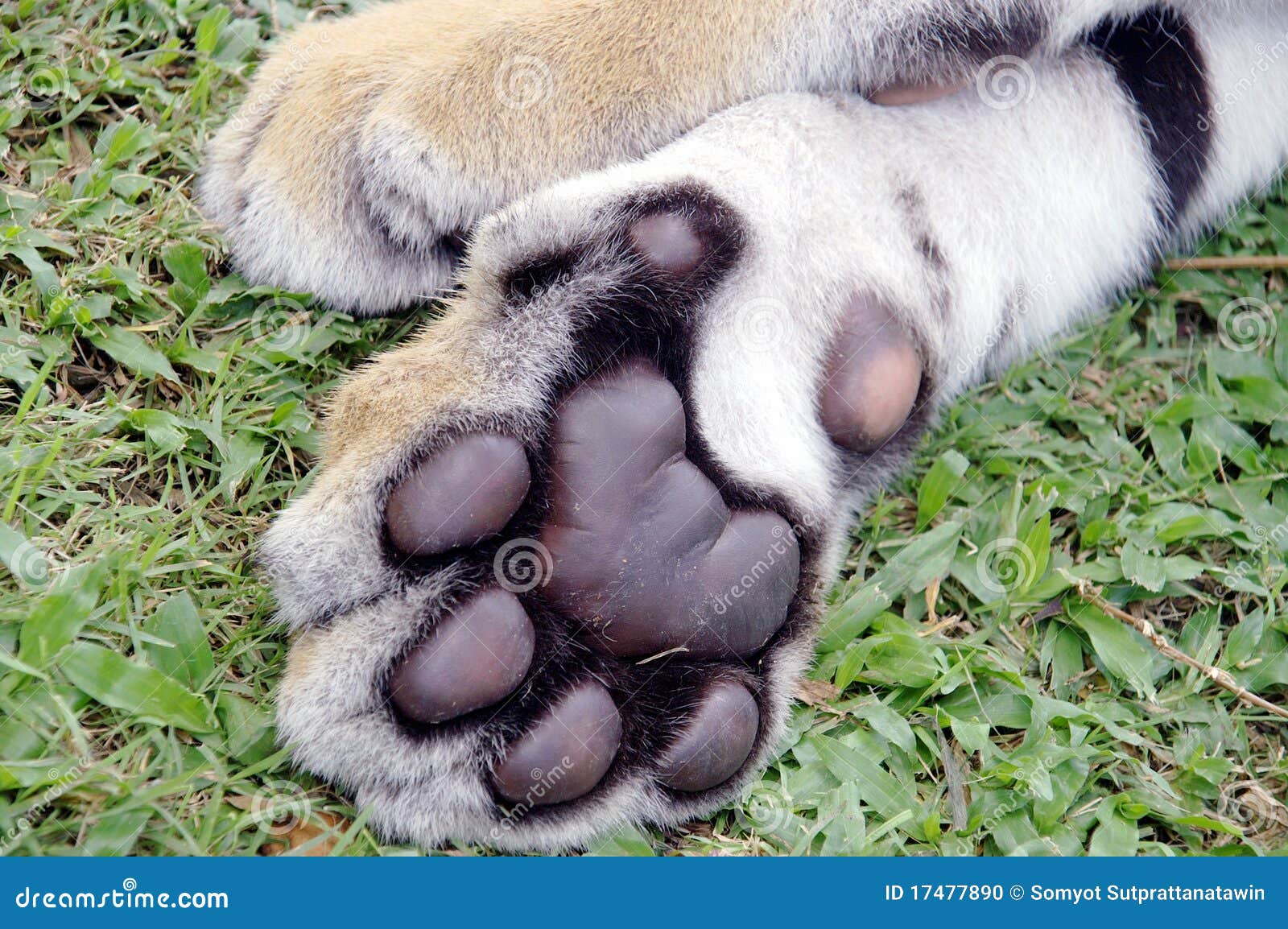 Tiger feet stock photo. Image of yellow, skin, close - 17477890