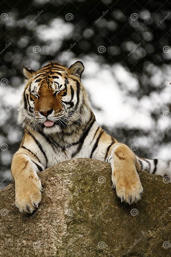Tiger Feet stock image. Image of large, black, china - 26988797