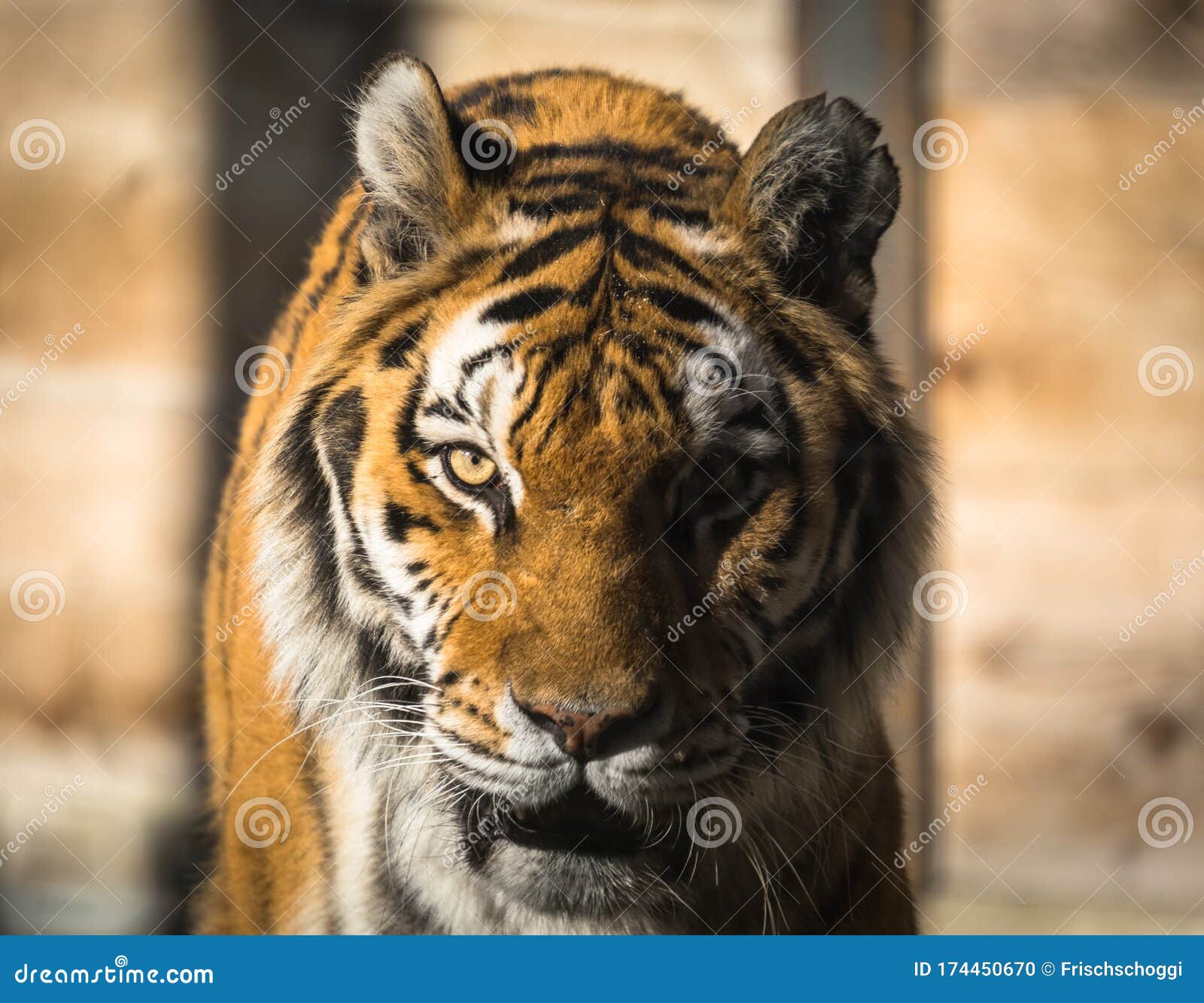 Tiger Female Head, Close Up Stock Photo - Image of feline, mammal ...
