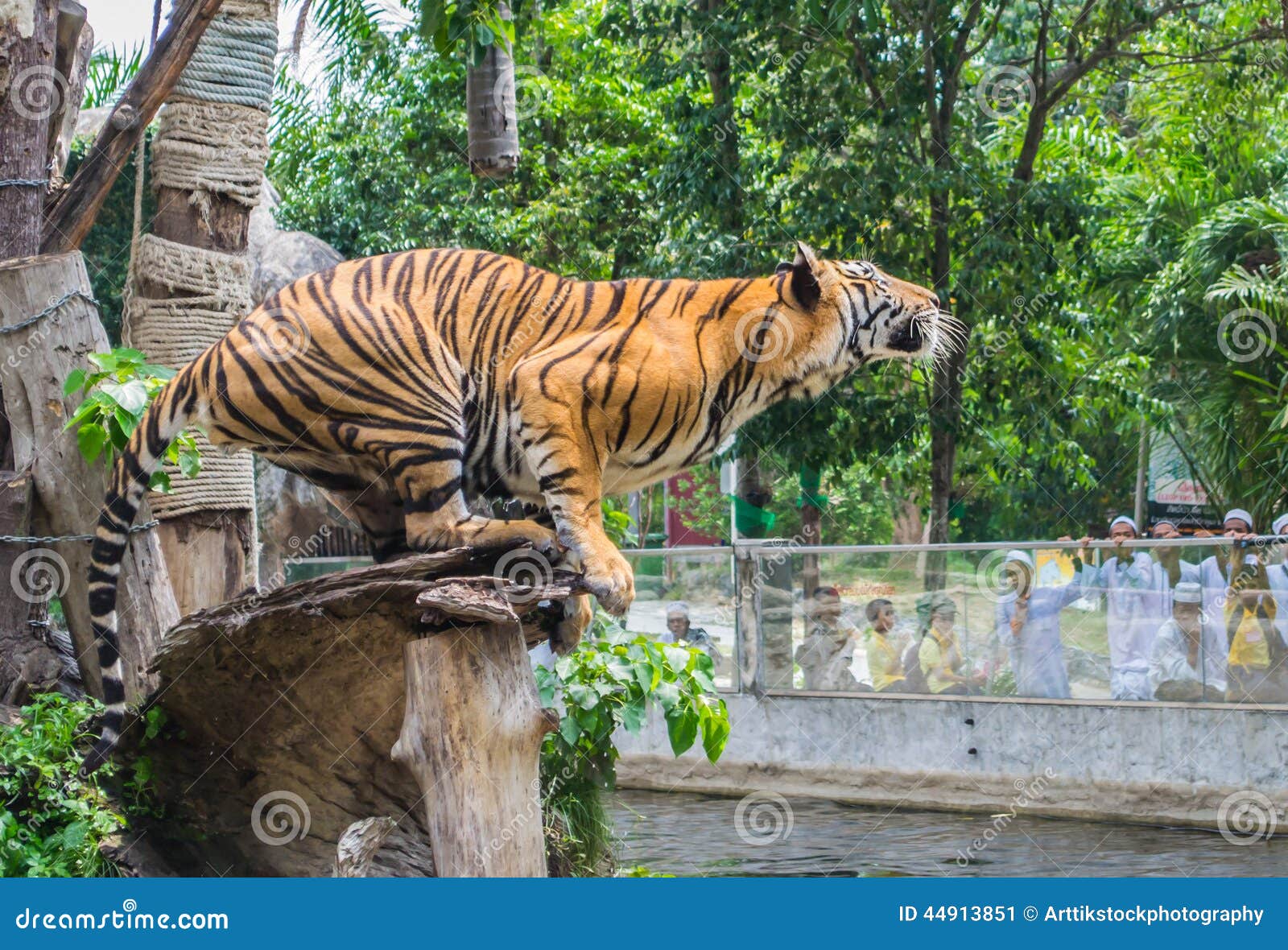 Tiger editorial photo. Image of wildlife, wild, hunter - 44913851