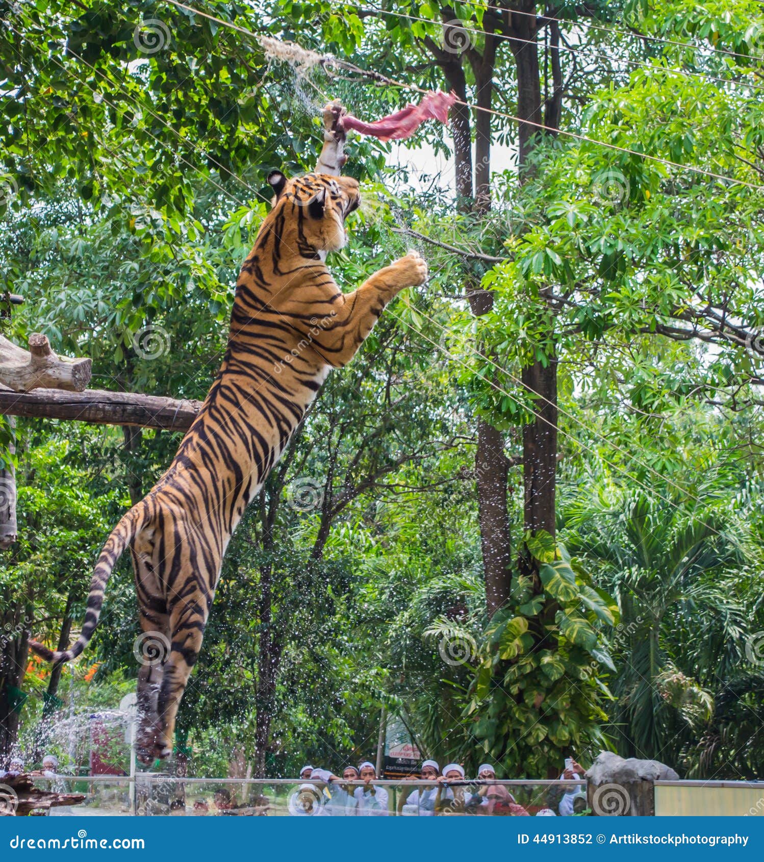 Tiger editorial photography. Image of safari, danger - 44913852