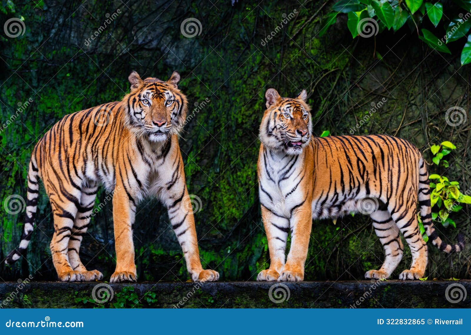 Two Male and Female Tigers Live Together Stock Image - Image of animal ...
