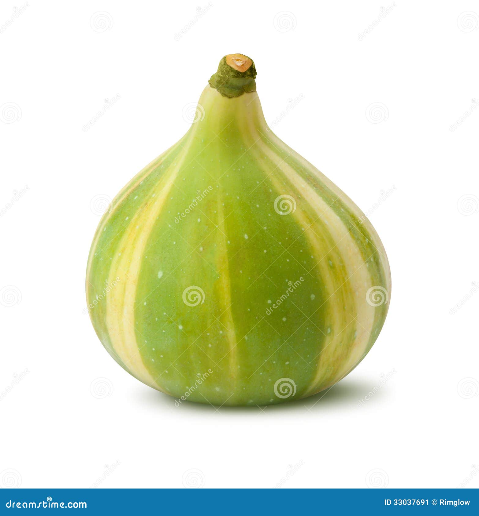 Panache Tiger Fig Tree, Striped Tiger Fig, Ficus Carica `Panache ...