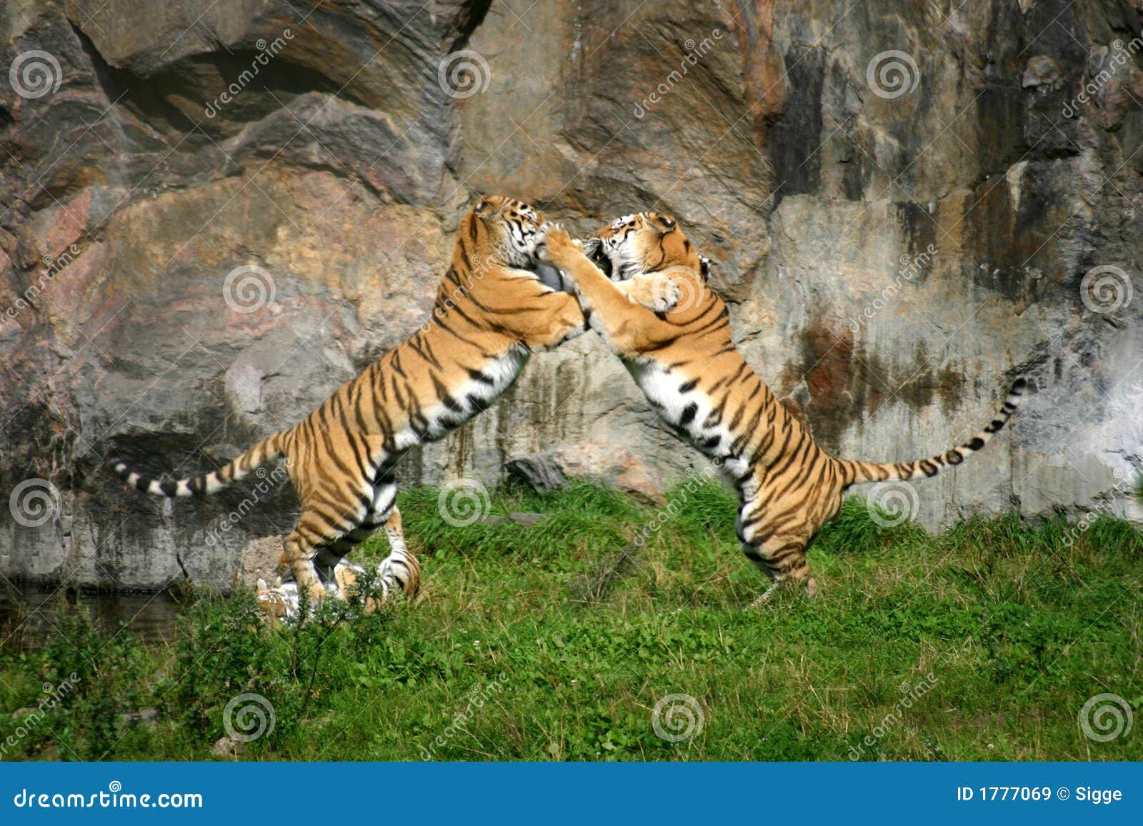 Tiger fight stock image. Image of africa, fight, cats - 1777069