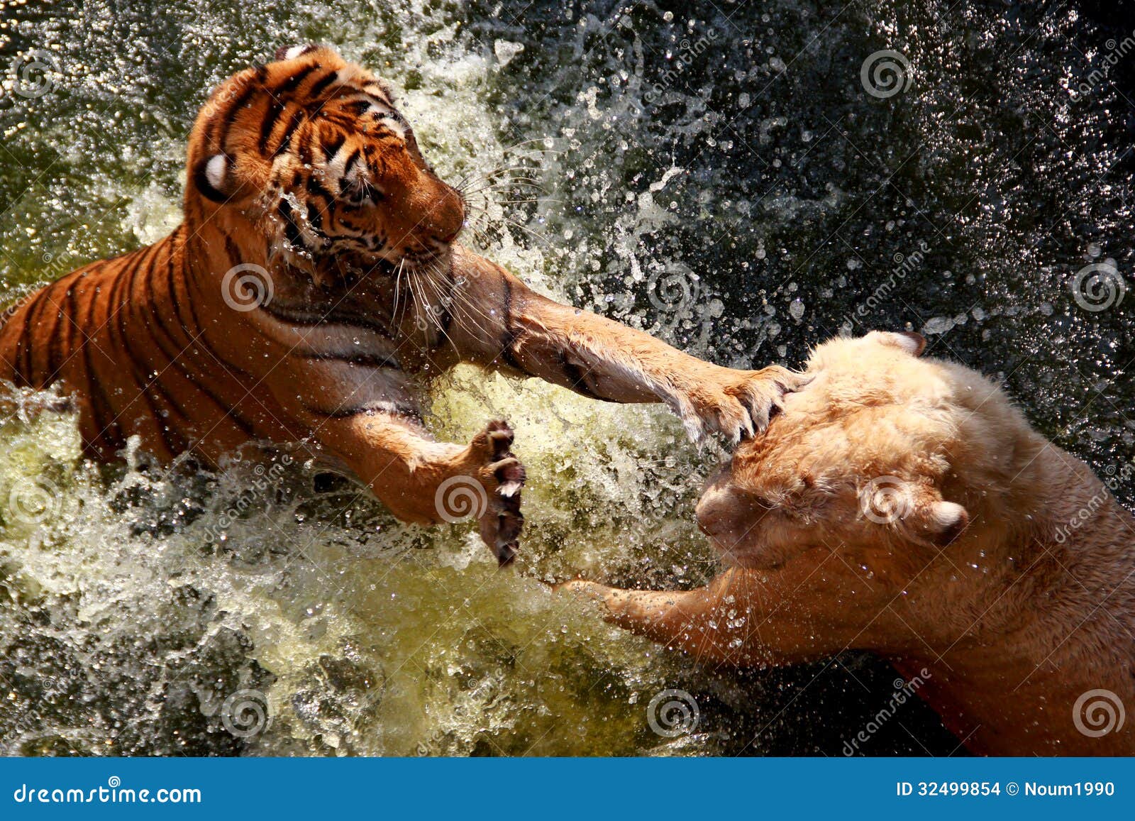 Tiger Fighter stock photo. Image of brawl, cage, marking - 32499854