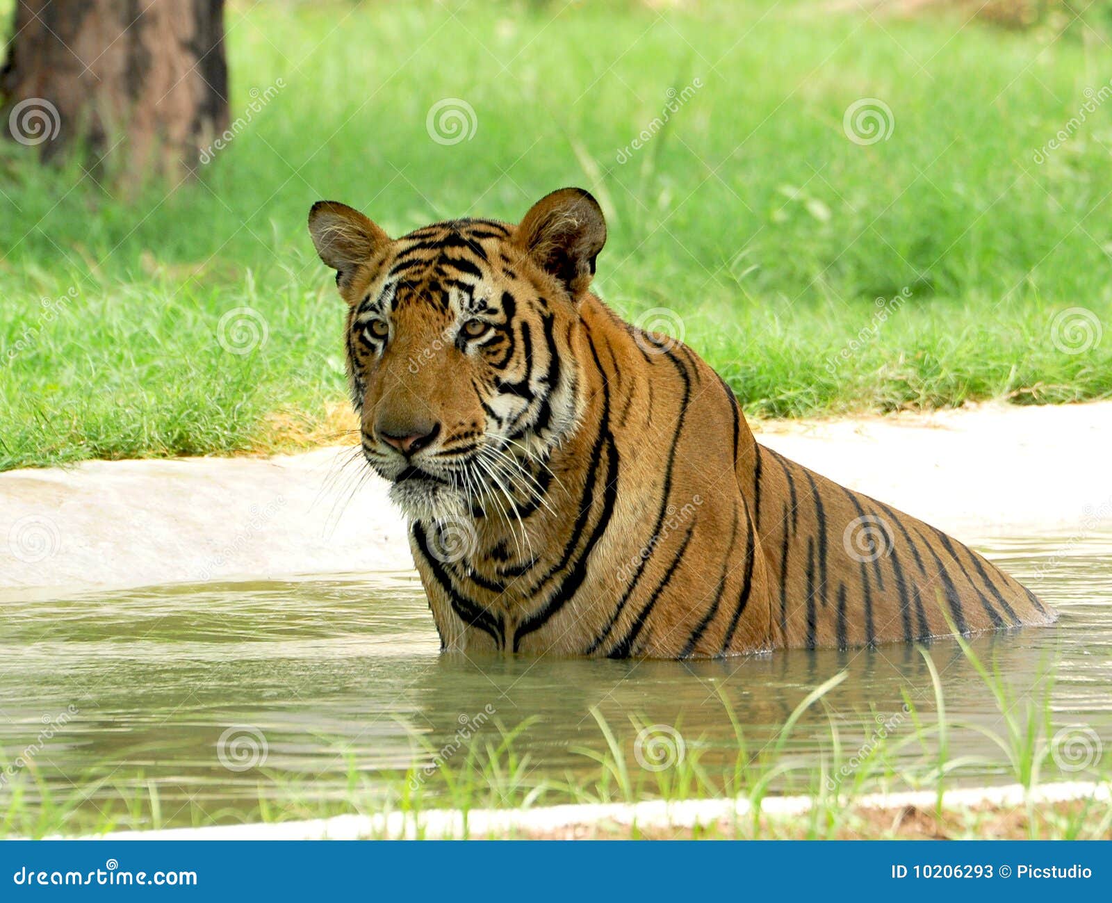 Tiger fighting hot summers stock image. Image of bushes - 10206293