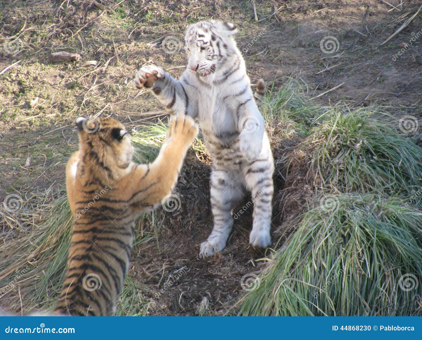 Tiger Fighting stock photo. Image of puppy, young, jumping - 44868230