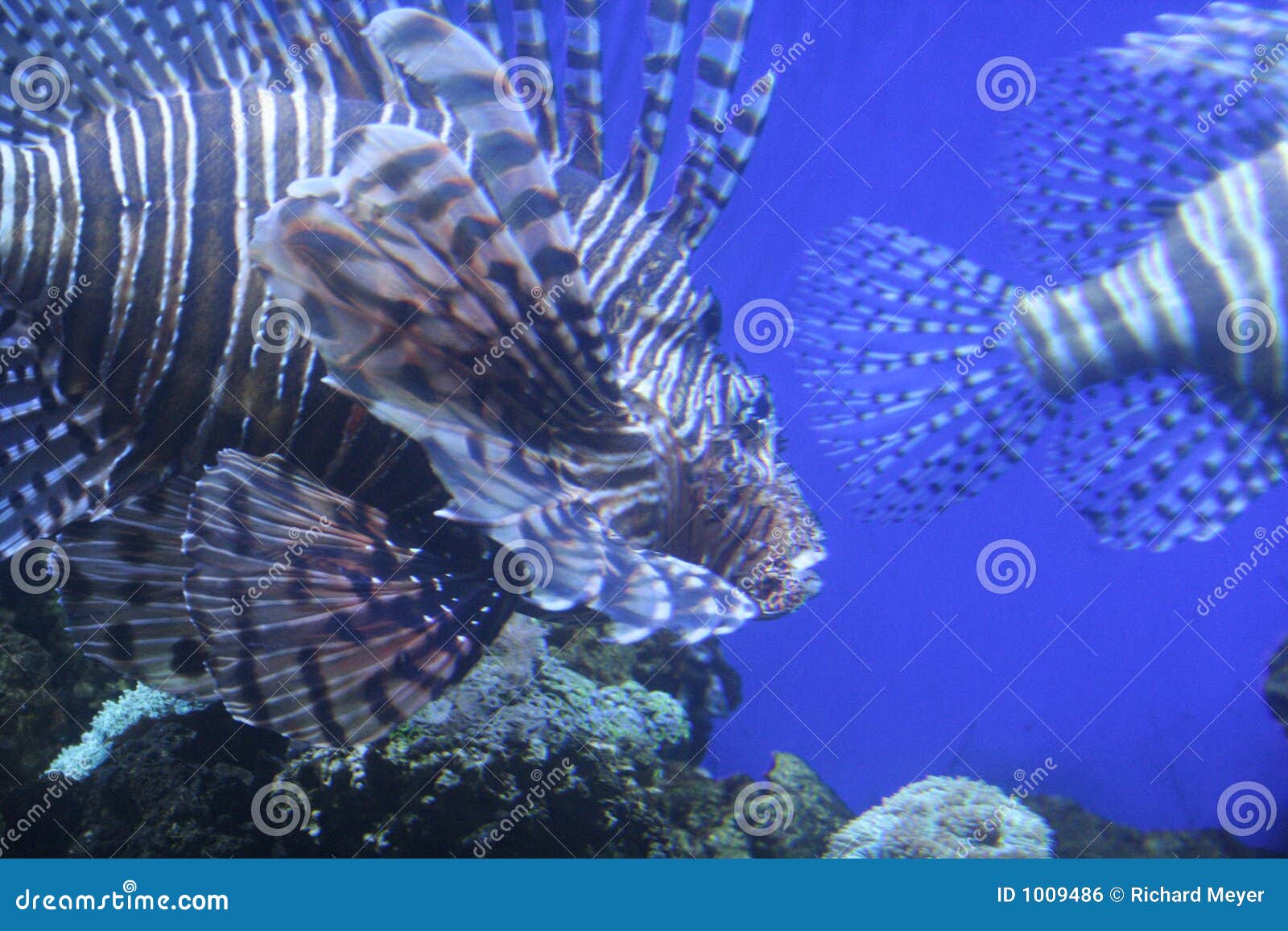 Tiger fish stock photo. Image of coral, tigerfish, tiger - 1009486