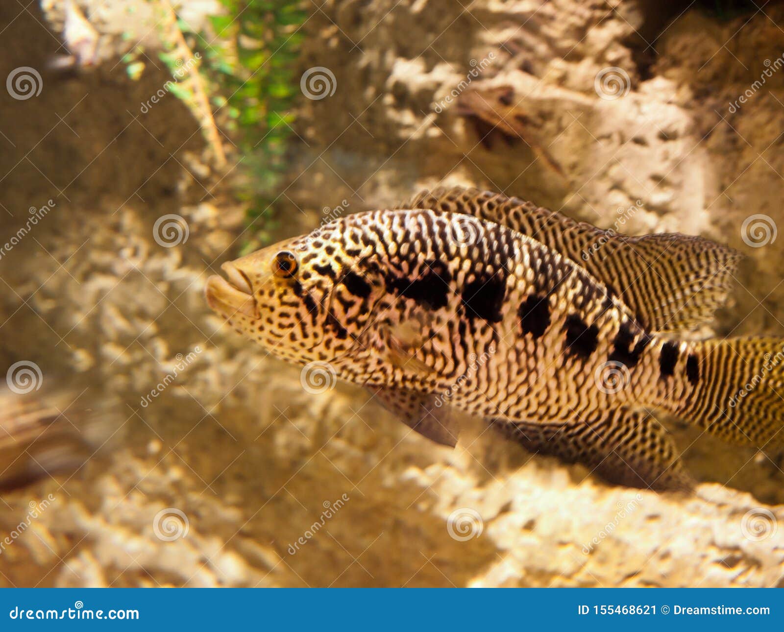 A fresh water tiger fish stock image. Image of continent - 155468621