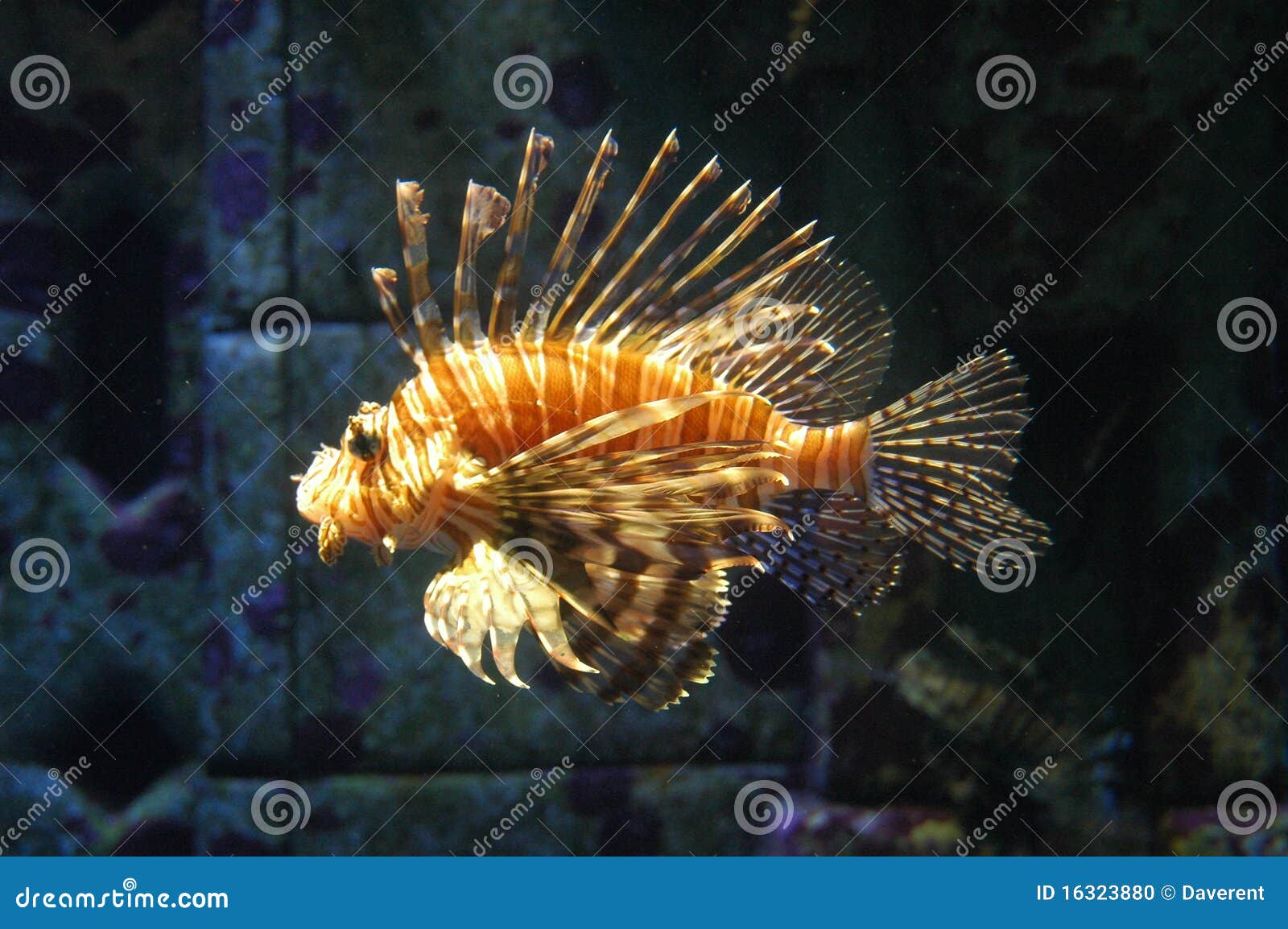 Tiger Sea Fish