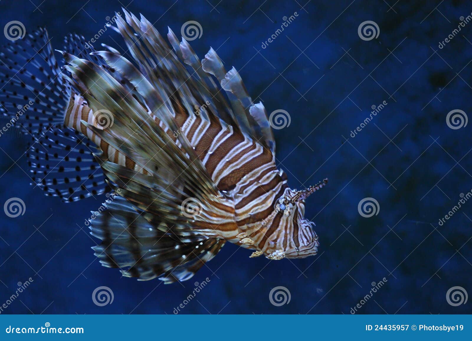Tiger Sea Fish