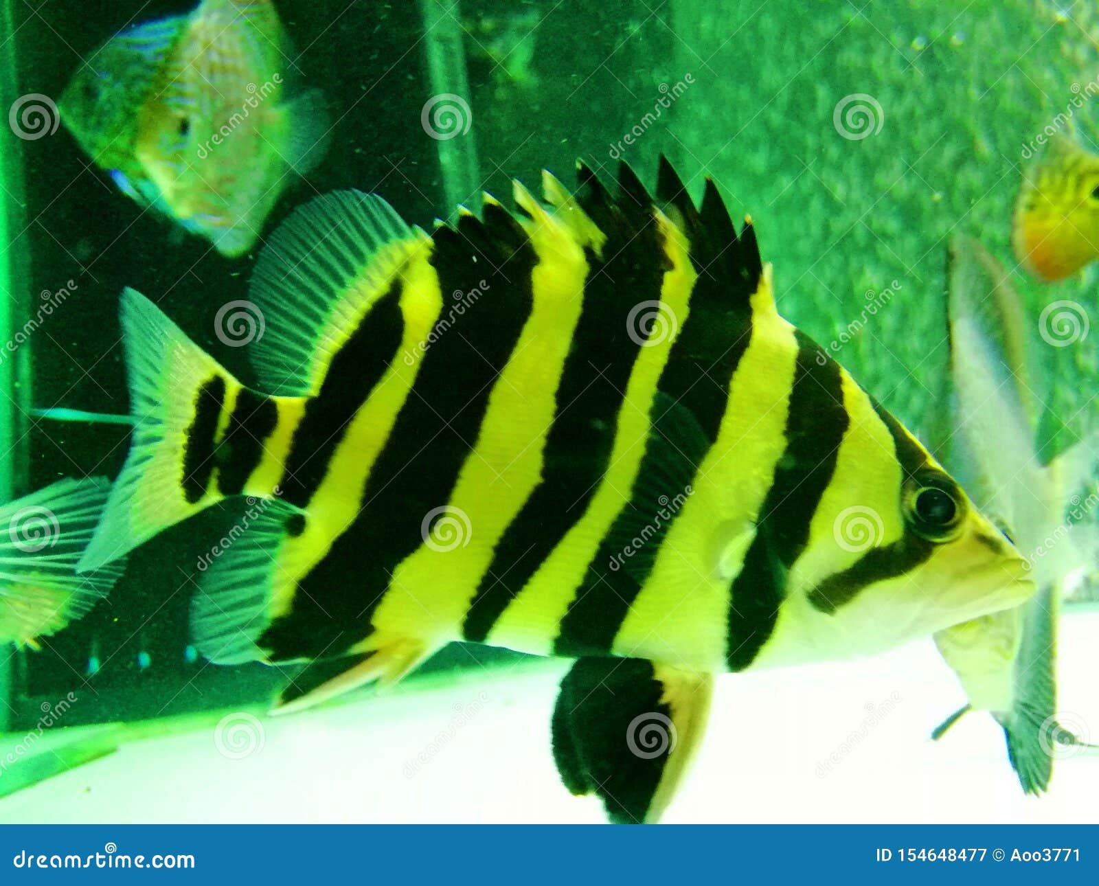 1,969 Tiger Fish Aquarium Photos - Free & Royalty-Free Stock Photos ...