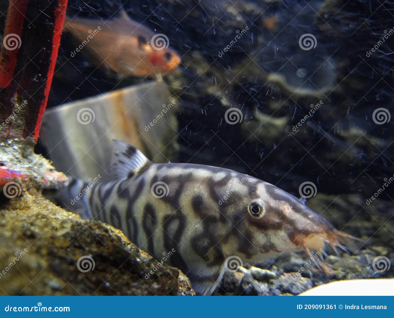Tiger fish under sea stock image. Image of reef, invertebrate - 209091361