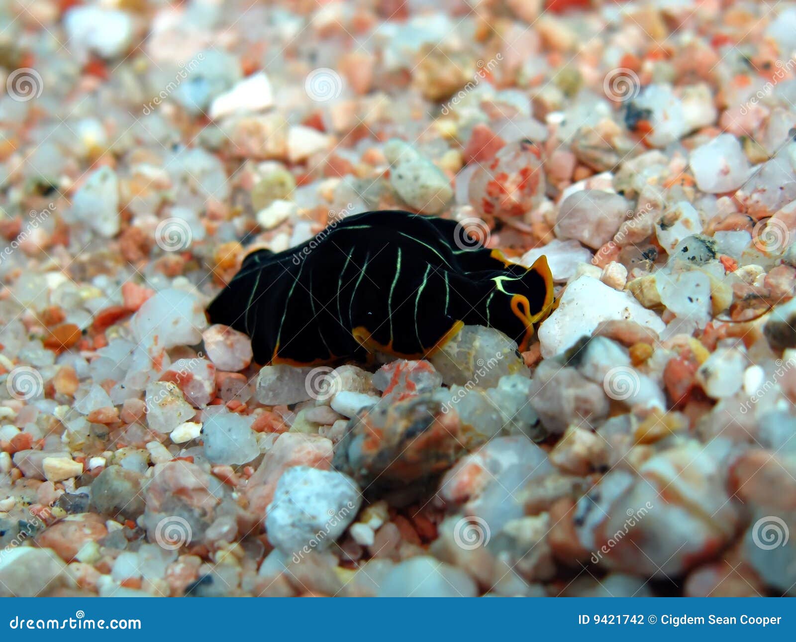 Tiger flatworm stock photo. Image of pretty, worms, hard - 9421742