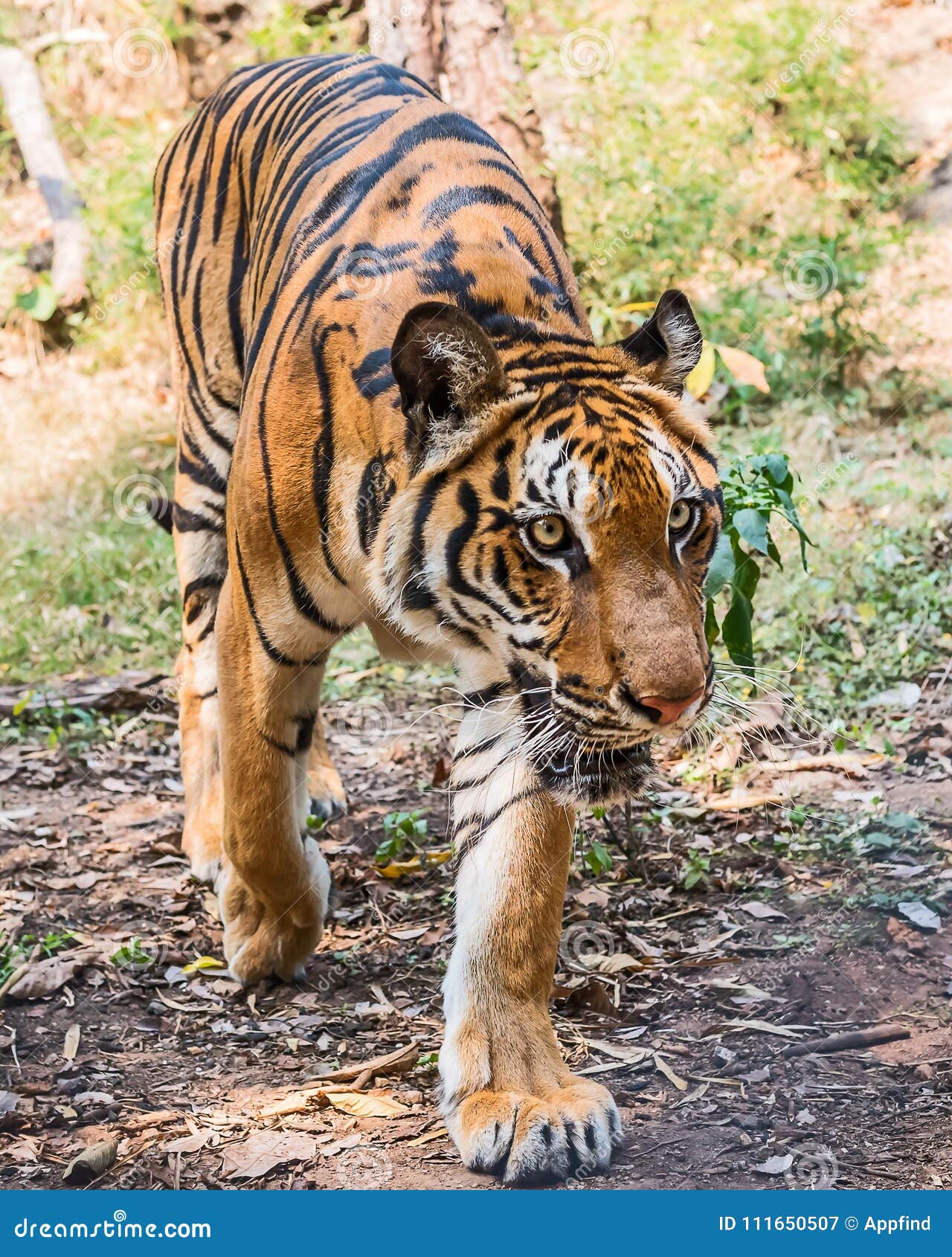 Close up tiger. stock image. Image of watching, animal - 111650507