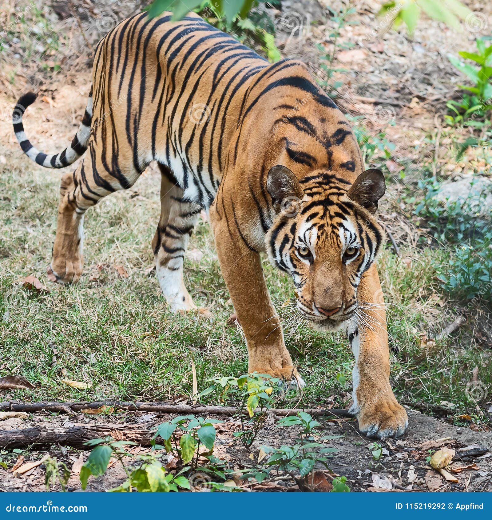 Close up tiger. stock photo. Image of nature, page, face - 115219292