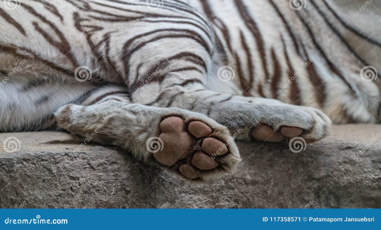 Tiger foot stock image. Image of shape, white, mammal - 117358571