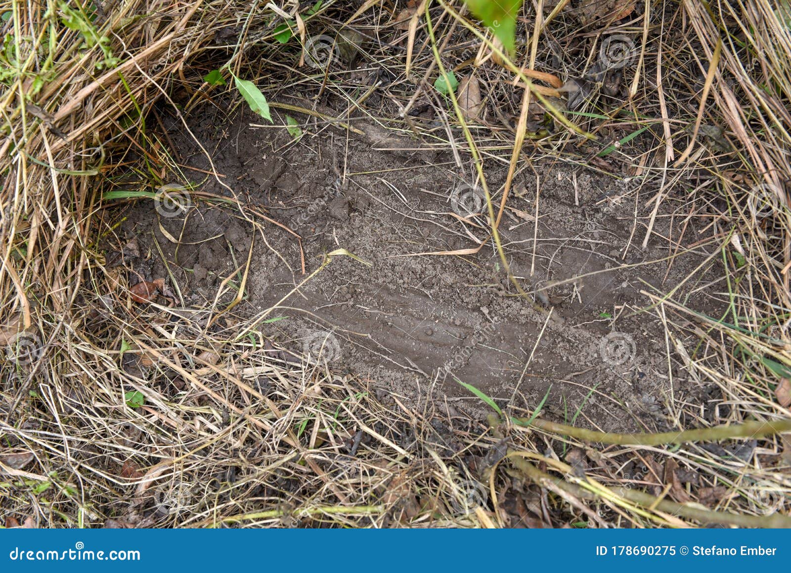 Tiger Footprints at Chitwan National Park in Nepal Stock Image - Image ...