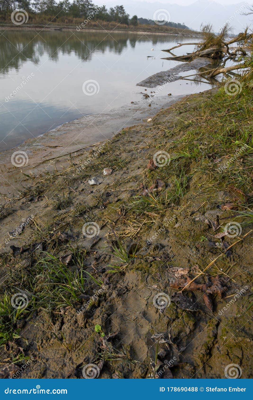 Tiger Footprints at Chitwan National Park in Nepal Stock Photo - Image ...