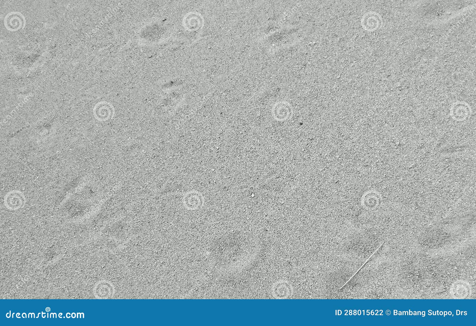 Tiger Footprints on the Slopes of Merapi, 2011 Stock Illustration - Illustration of footprints ...