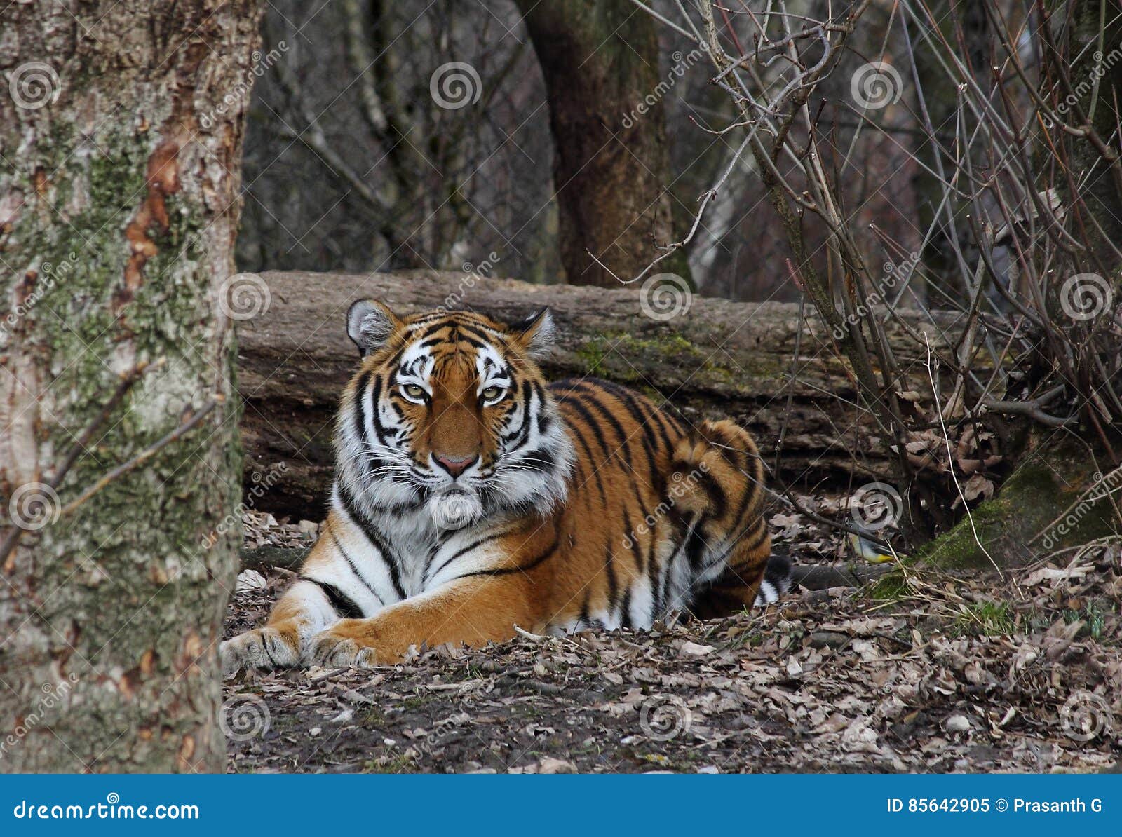 Tiger in forest stock image. Image of powerful, life - 85642905