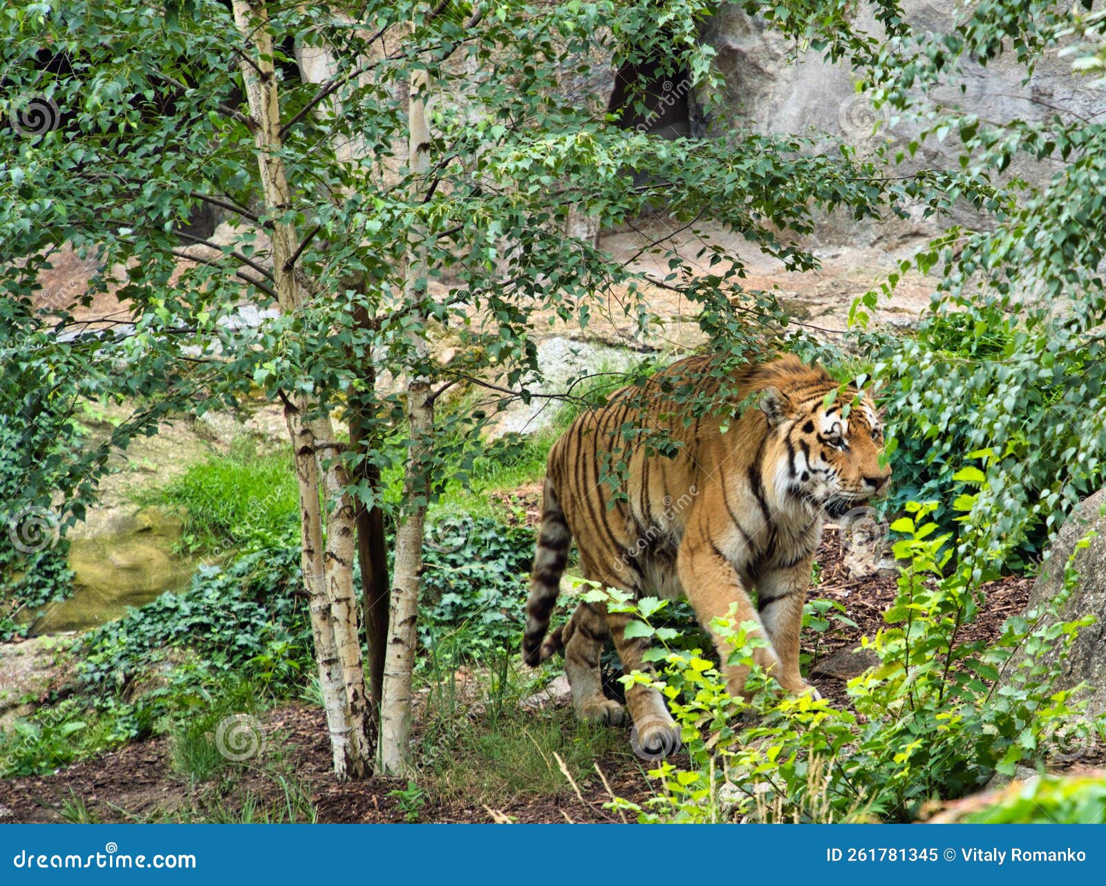 Tiger in the forest stock image. Image of nature, animal - 261781345