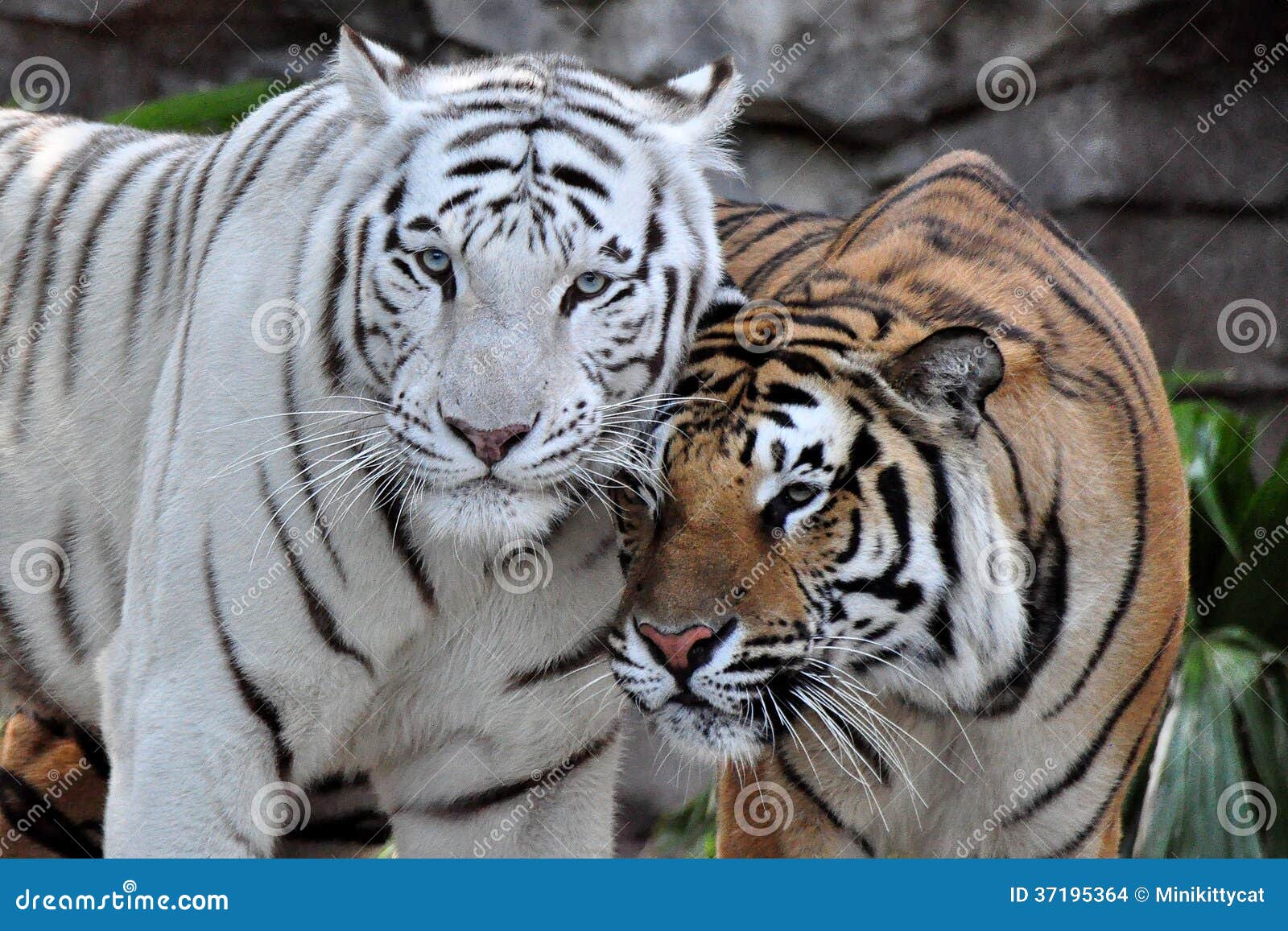 Tiger Friends stock photo. Image of wildlife, nature - 37195364
