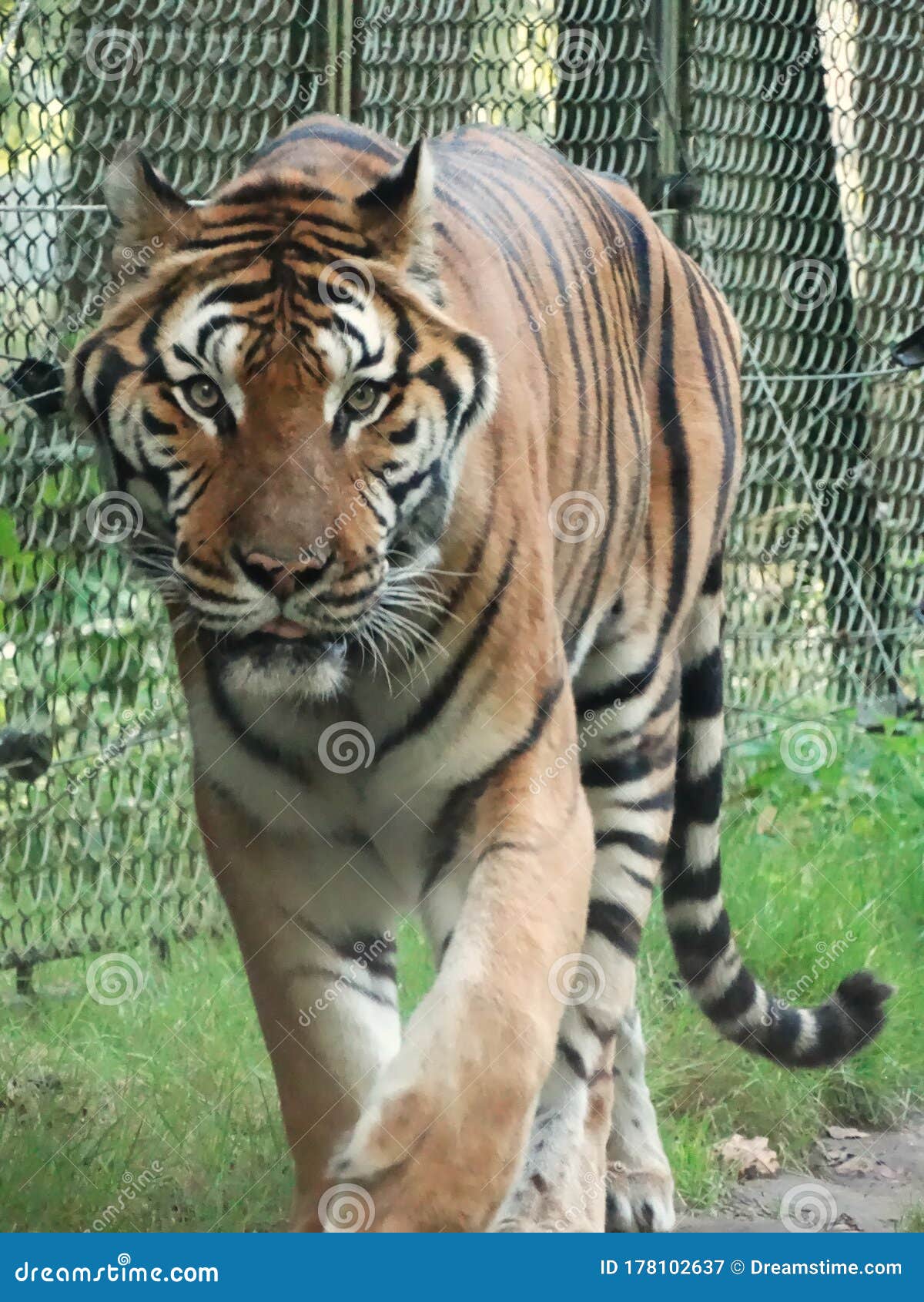 Tiger Front View he Looks at You in His Eyes Stock Image - Image of ...
