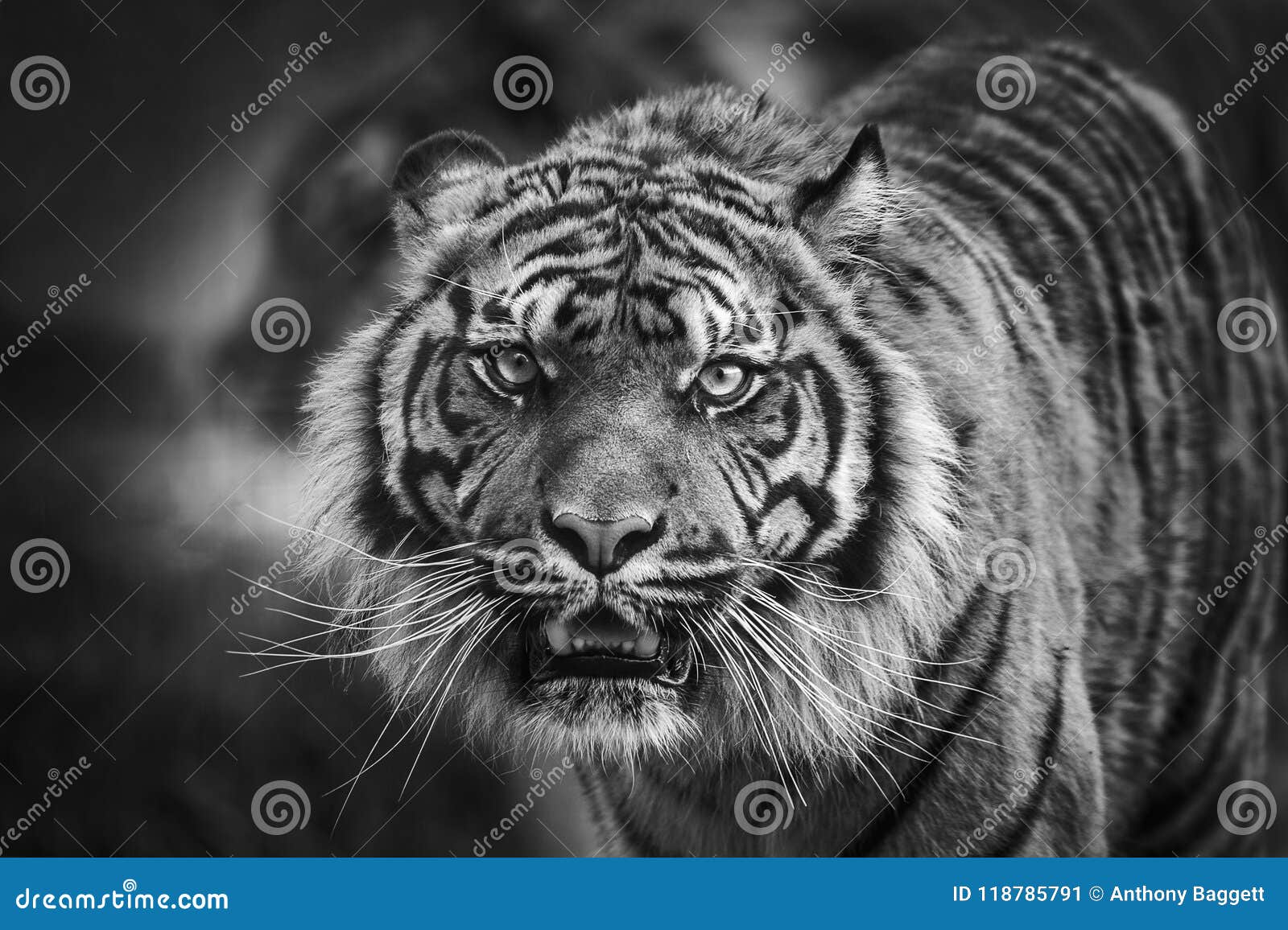 Tiger front view stock image. Image of hunter, orange - 118785791