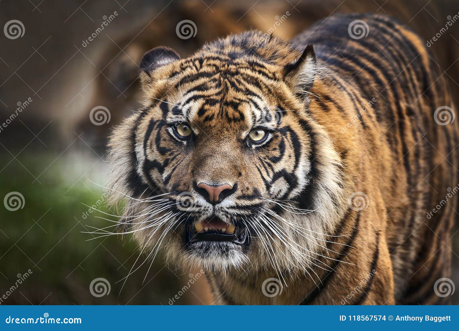 Tiger front view stock photo. Image of hunting, fierce - 118567574